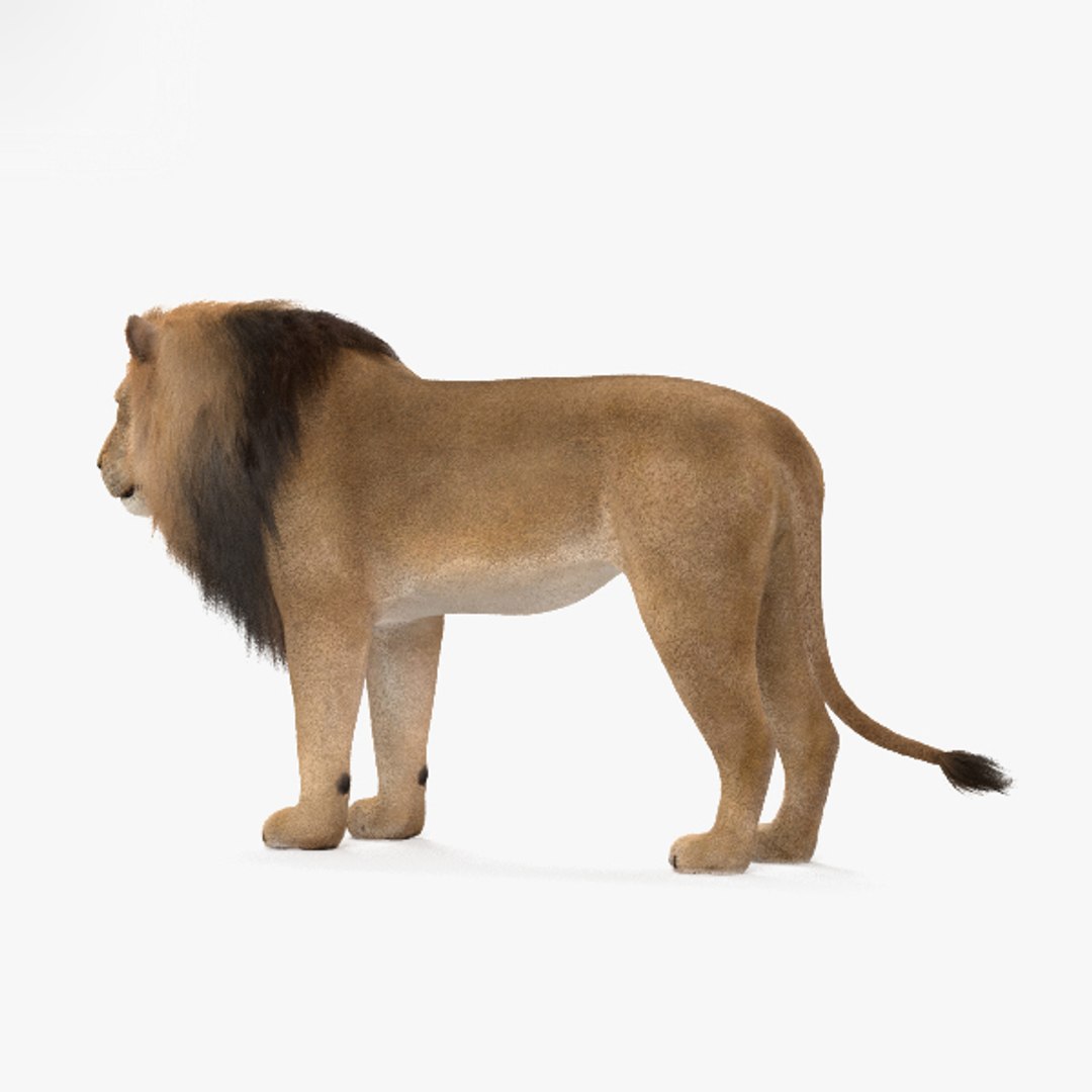 Lion Mammal Animal 3D Model - TurboSquid 1356662