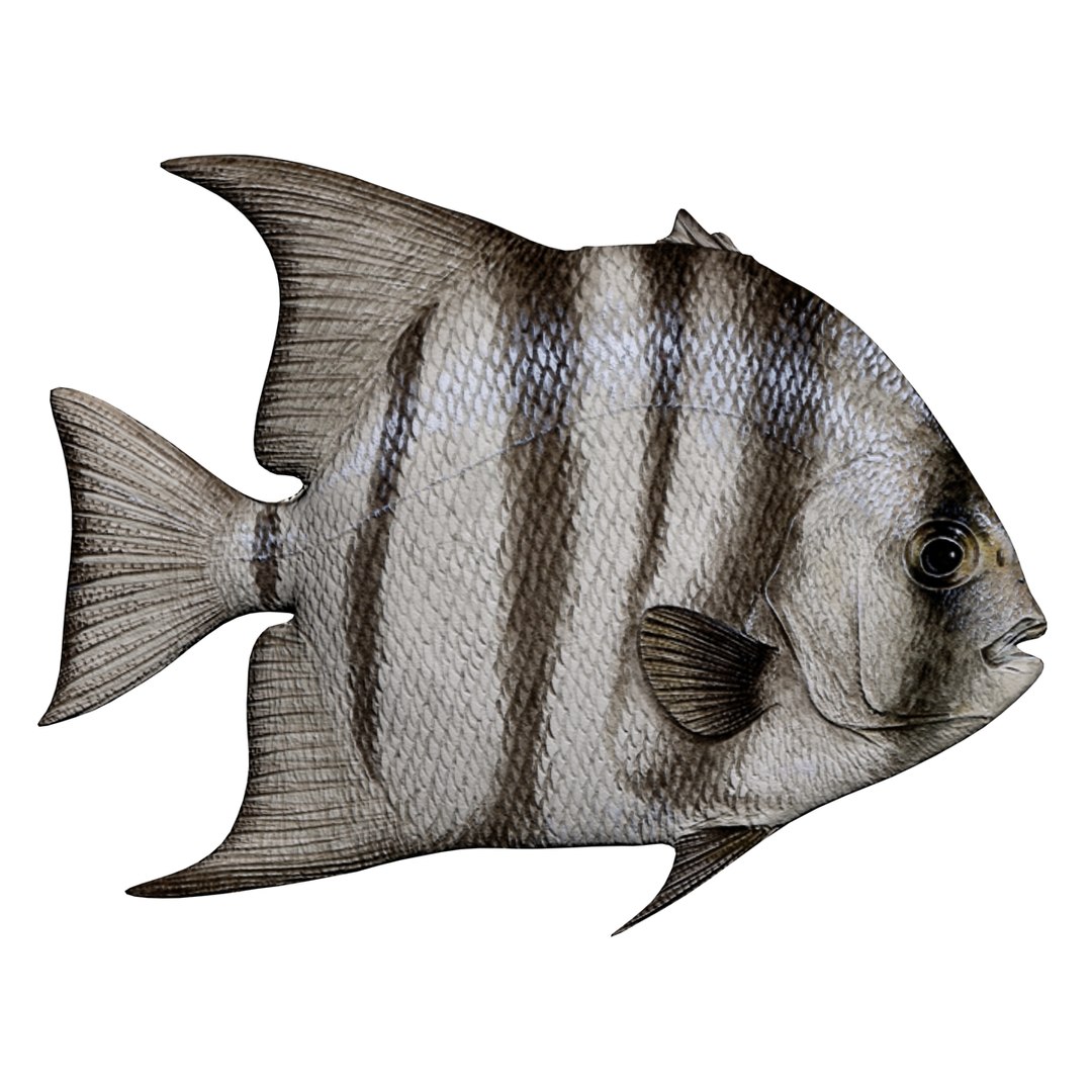 3D model spadefish fish - TurboSquid 1217500