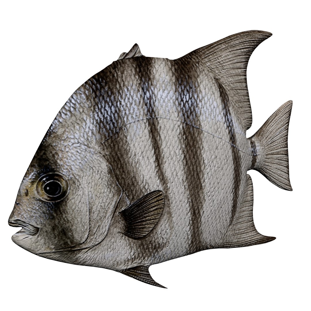 3D model spadefish fish - TurboSquid 1217500