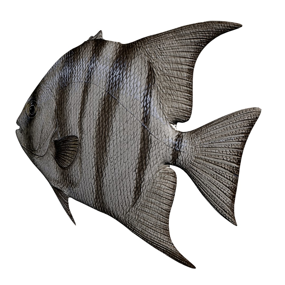 3D model spadefish fish - TurboSquid 1217500