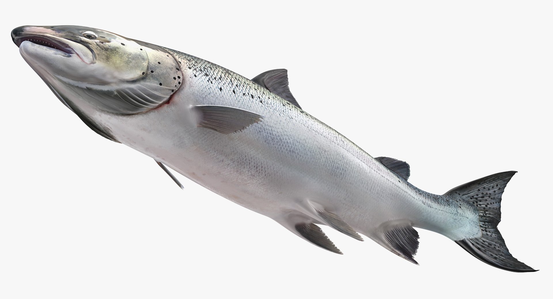 Leaping Atlantic Salmon Fish 3D Model - TurboSquid 1436965