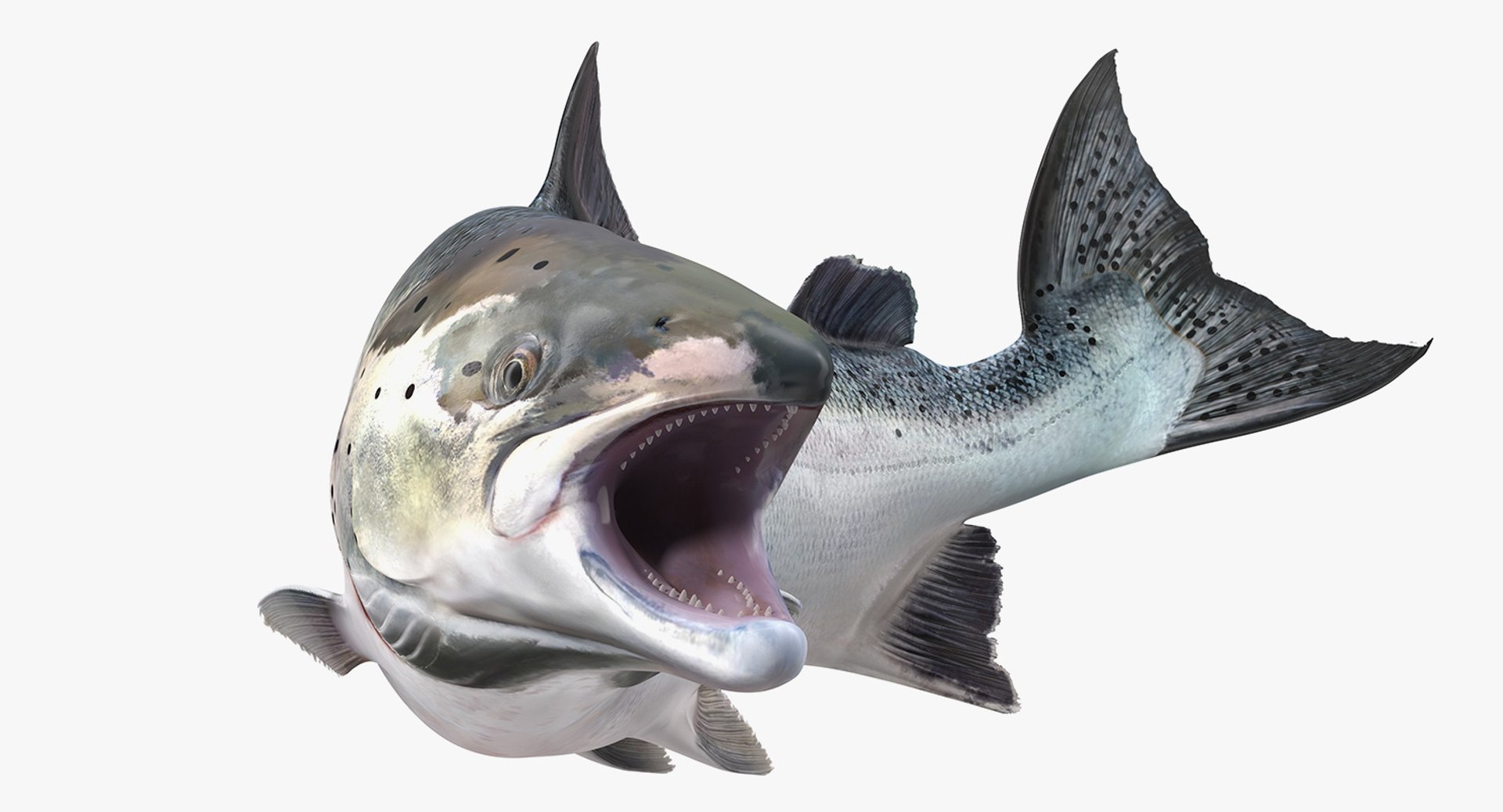 Leaping Atlantic Salmon Fish 3D Model - TurboSquid 1436965
