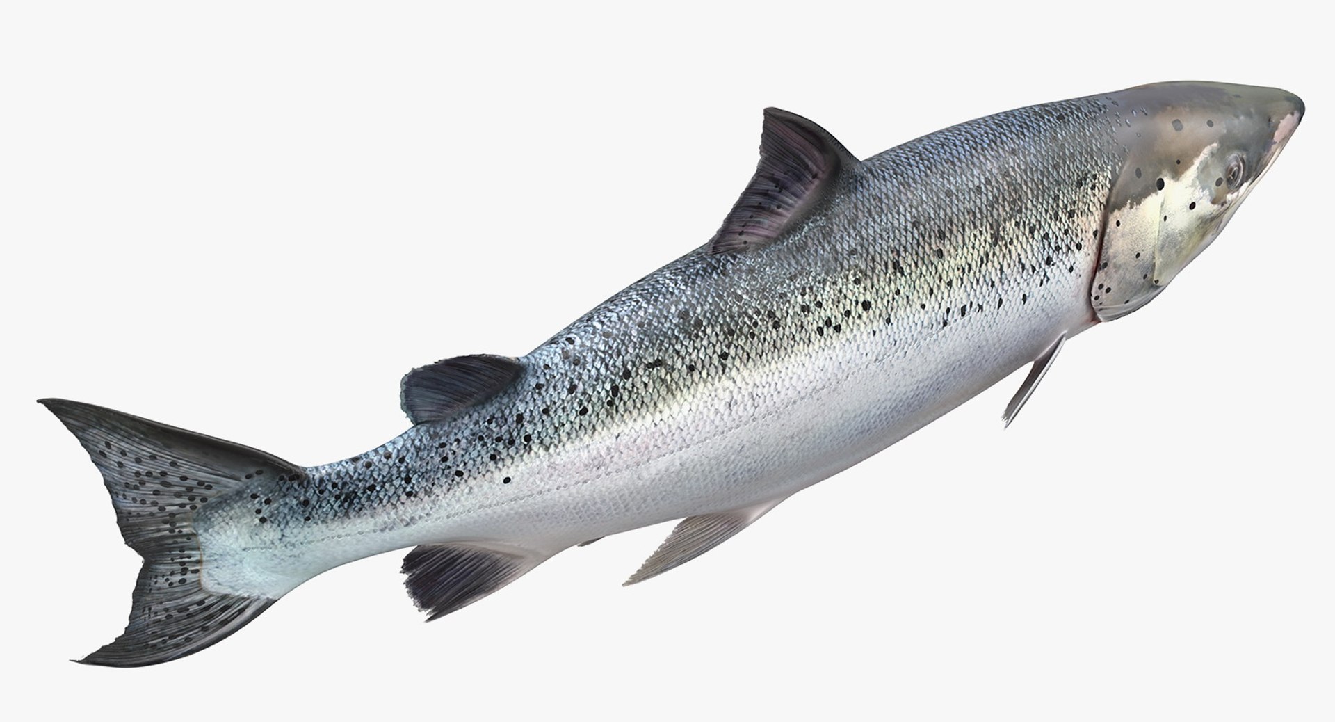 Leaping Atlantic Salmon Fish 3D Model - TurboSquid 1436965