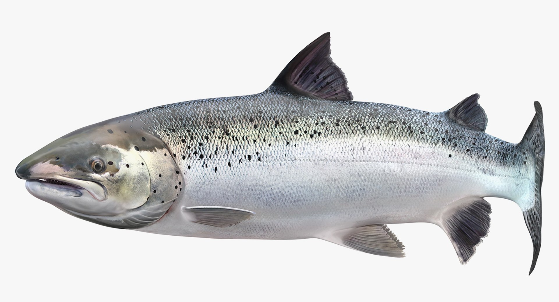Leaping Atlantic Salmon Fish 3D Model - TurboSquid 1436965