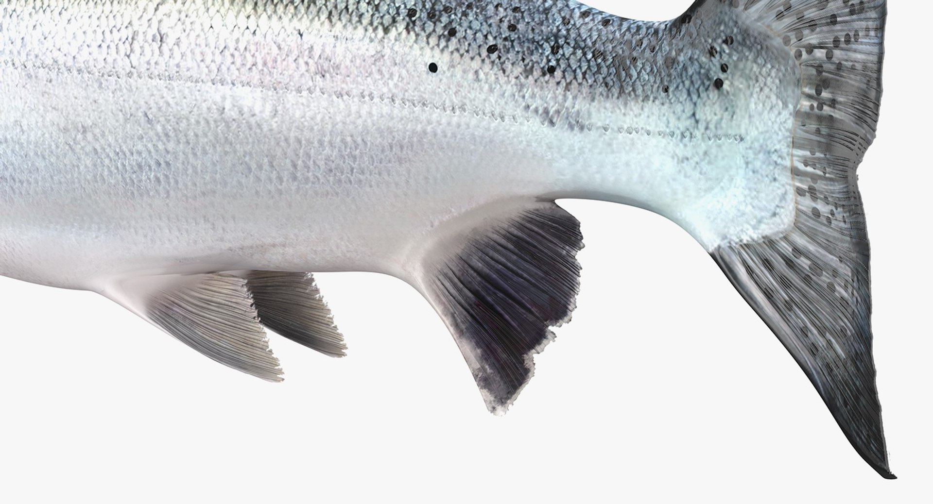 Leaping Atlantic Salmon Fish 3D Model - TurboSquid 1436965