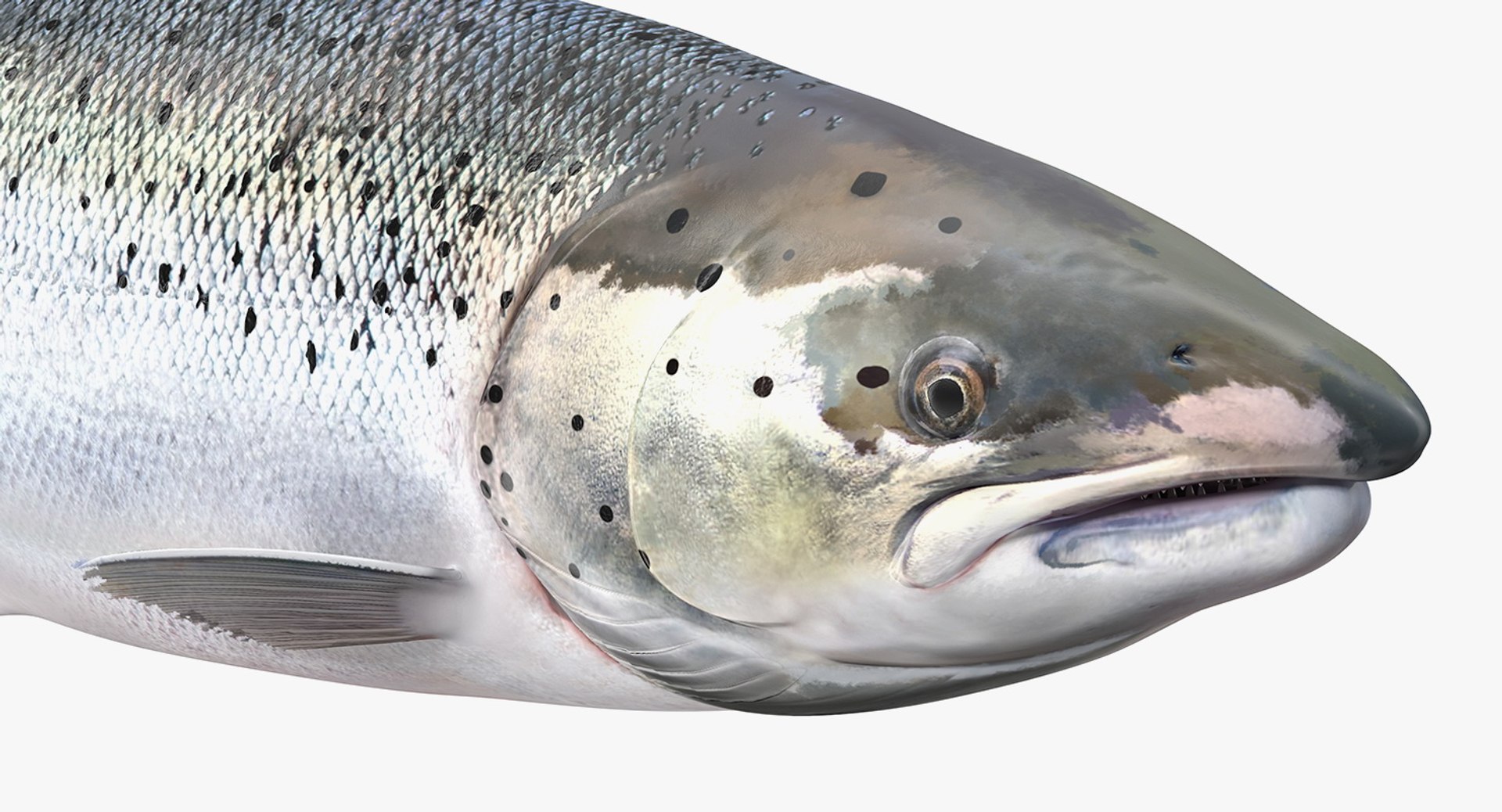 Leaping Atlantic Salmon Fish 3D Model - TurboSquid 1436965