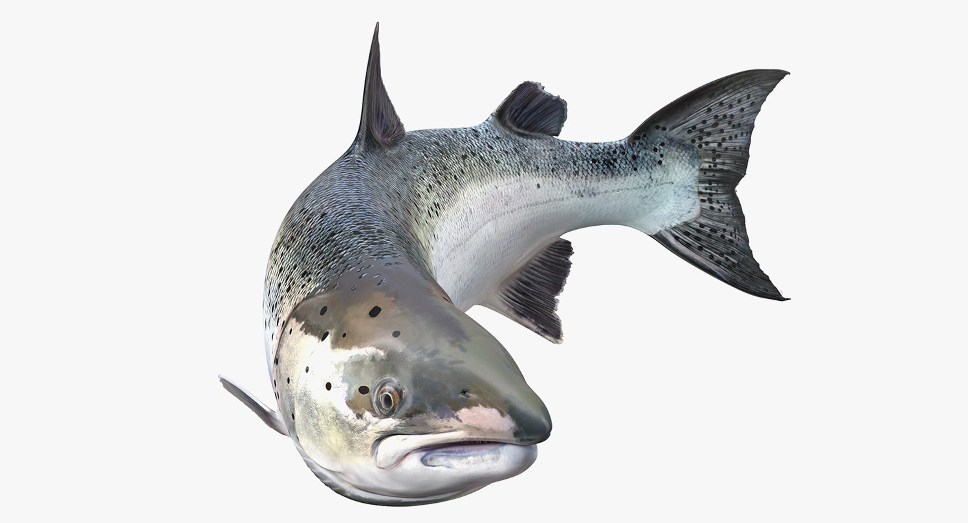 Leaping Atlantic Salmon Fish 3D Model - TurboSquid 1436965