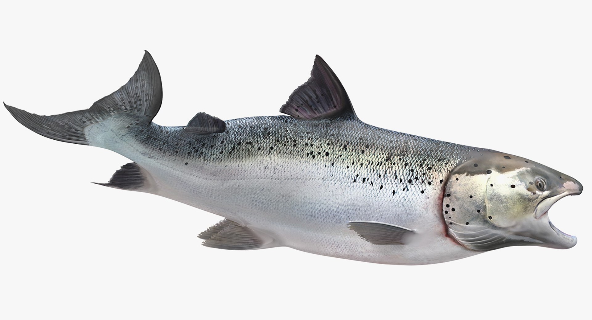 Leaping Atlantic Salmon Fish 3D Model - TurboSquid 1436965