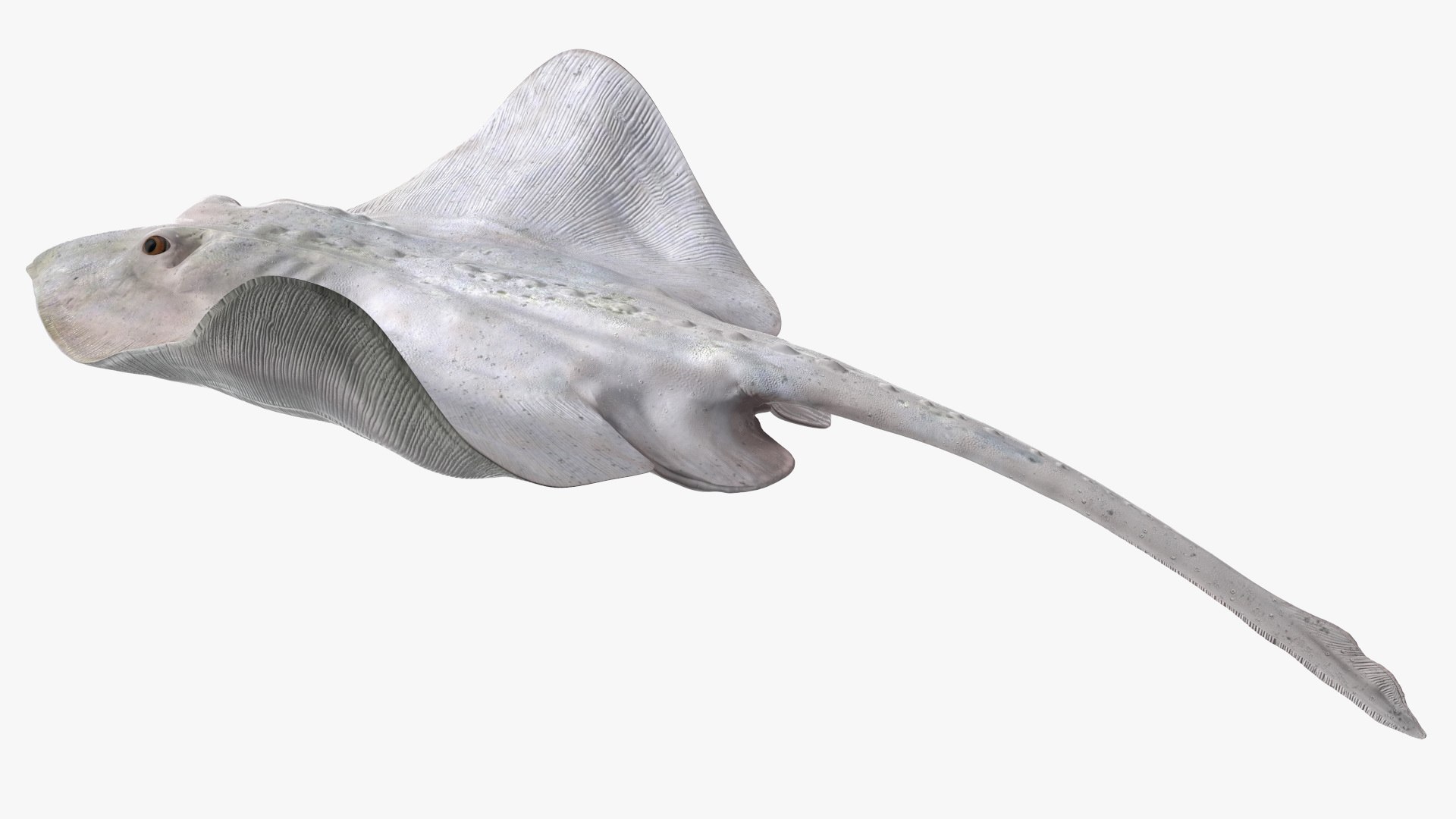 White Stingray Floating On The Bottom Model - TurboSquid 2270256