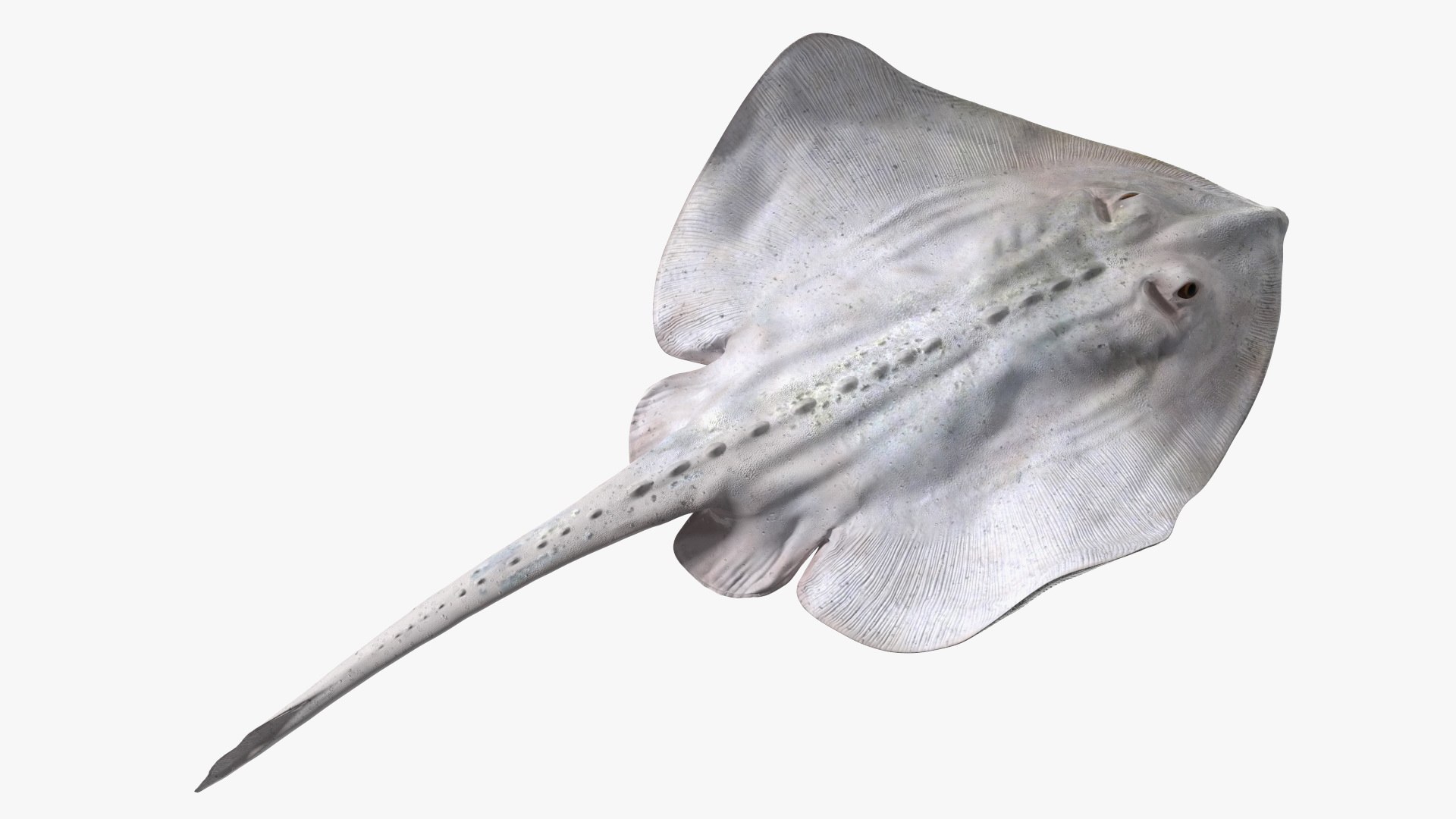 White Stingray Floating On The Bottom Model - TurboSquid 2270256