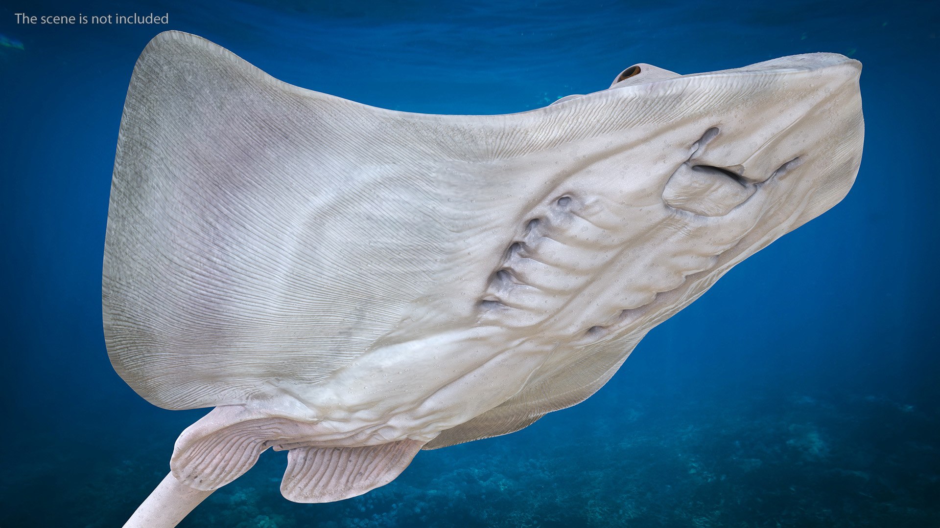 White Stingray Floating On The Bottom Model - TurboSquid 2270256