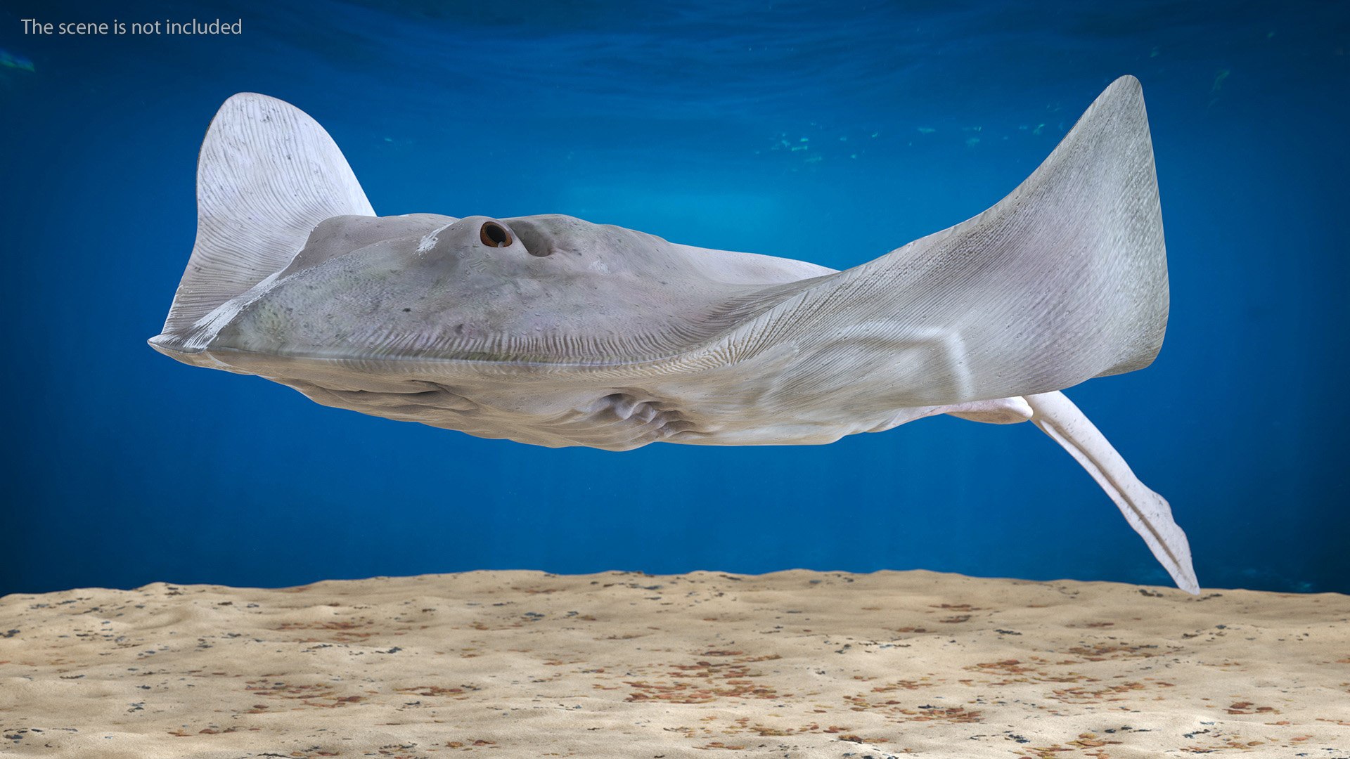 White Stingray Floating On The Bottom Model - TurboSquid 2270256