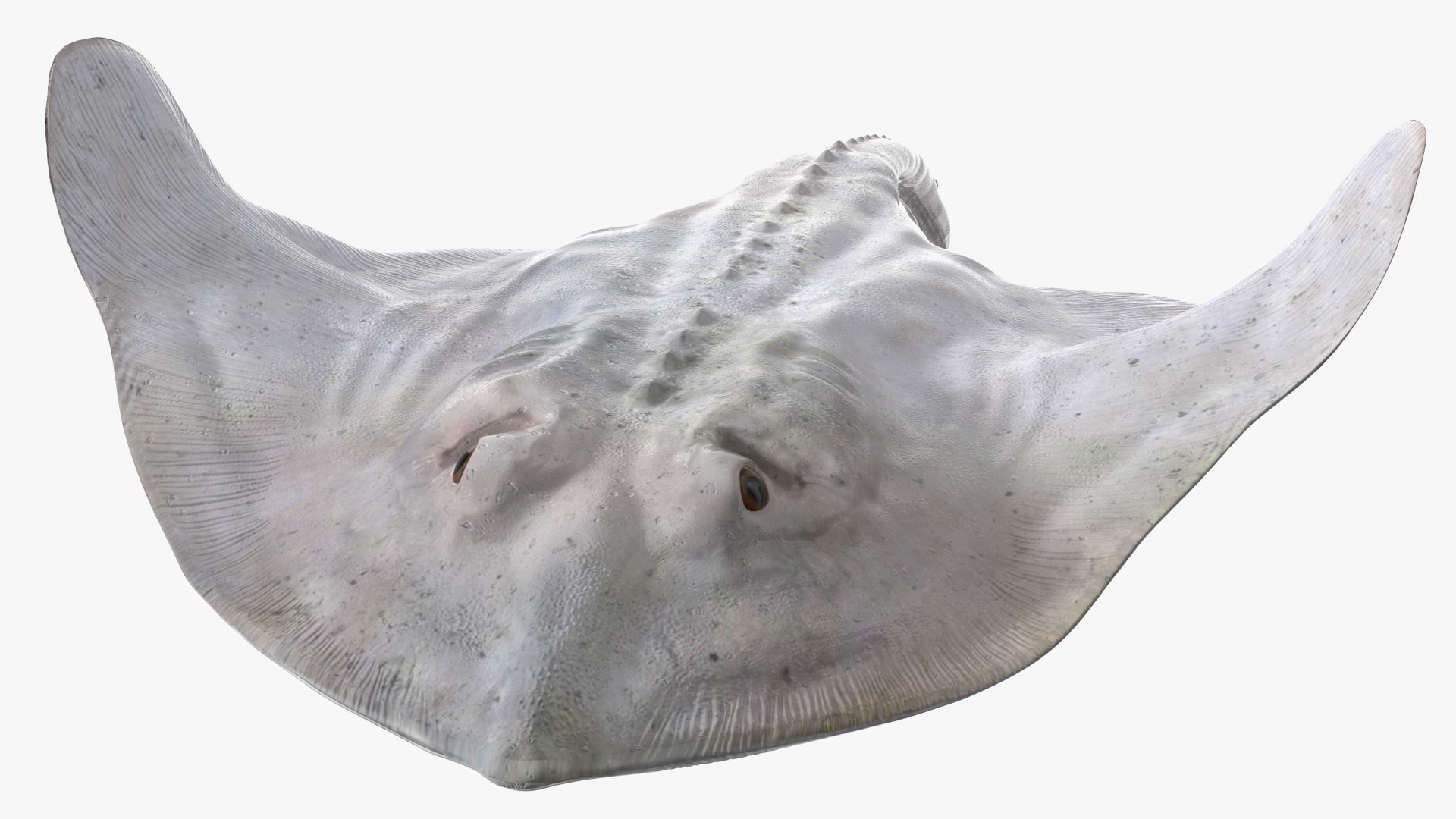 White Stingray Floating On The Bottom Model - TurboSquid 2270256