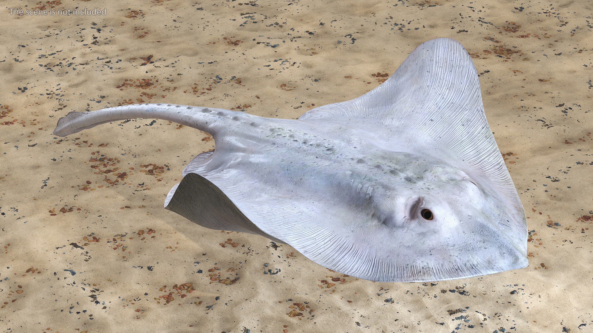 White Stingray Floating On The Bottom Model - TurboSquid 2270256