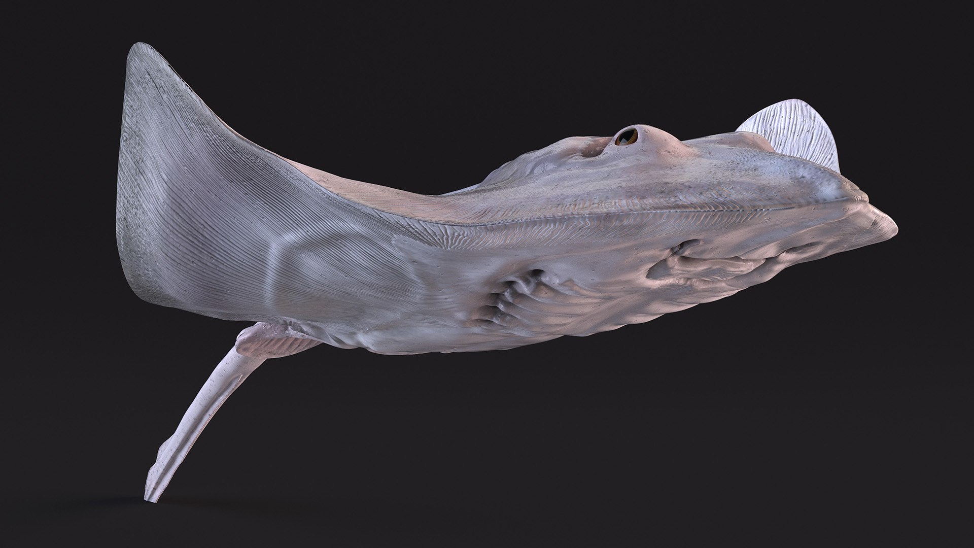 White Stingray Floating On The Bottom Model - TurboSquid 2270256