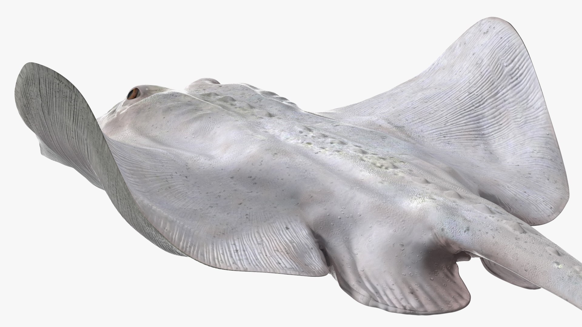 White Stingray Floating On The Bottom Model - TurboSquid 2270256