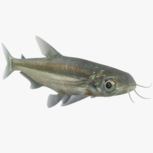 modelo 3d Tiburón iridiscente animado - TurboSquid 1513567