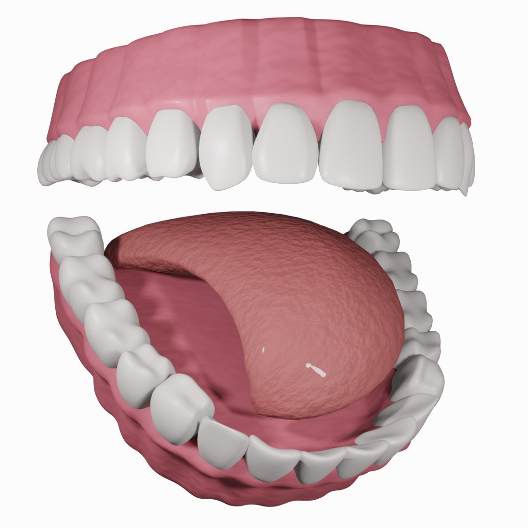3D модель Зубы с деснами и языком - TurboSquid 1858865