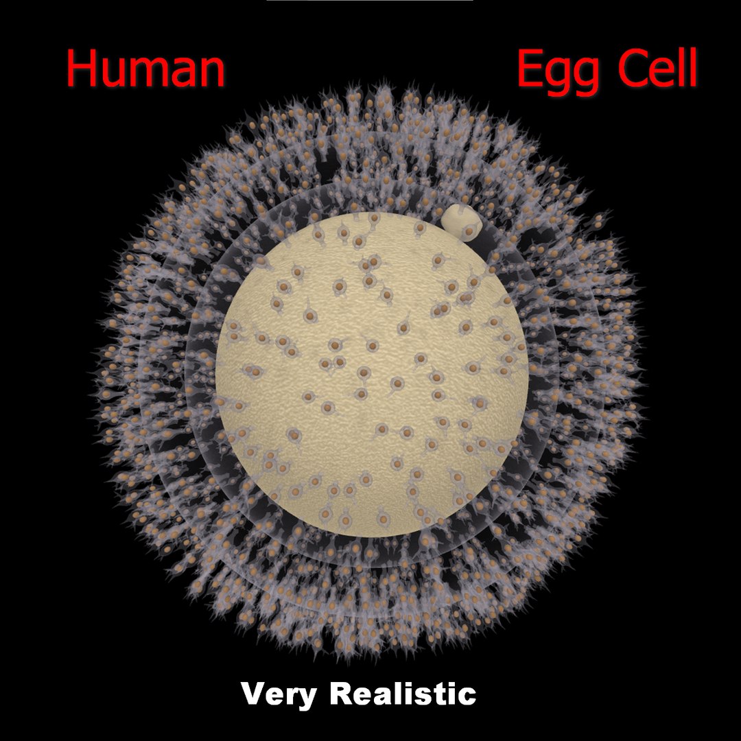 3D Model Human Egg Cell - TurboSquid 1970381