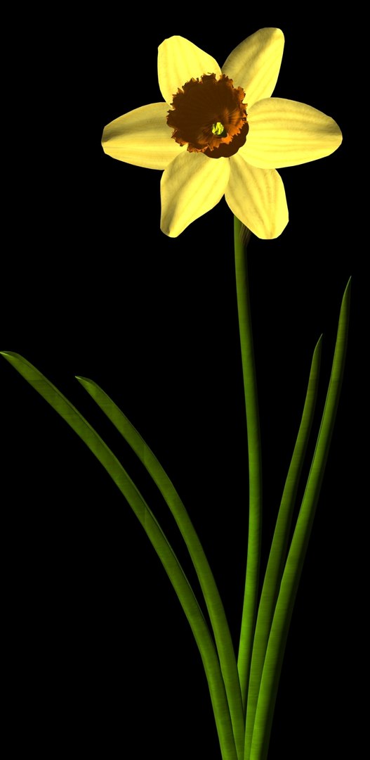 bryce plant flower
