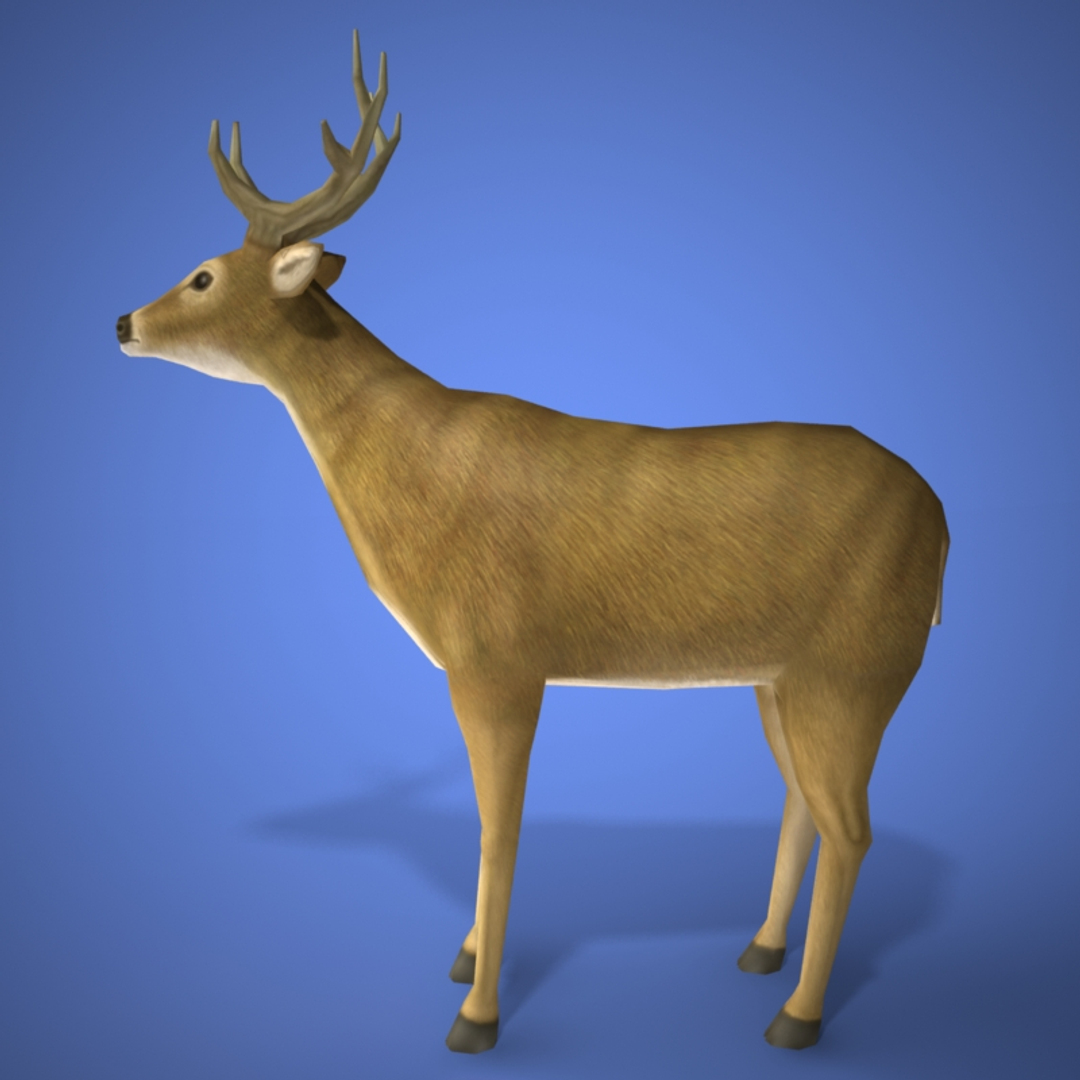 real time deer 3d model