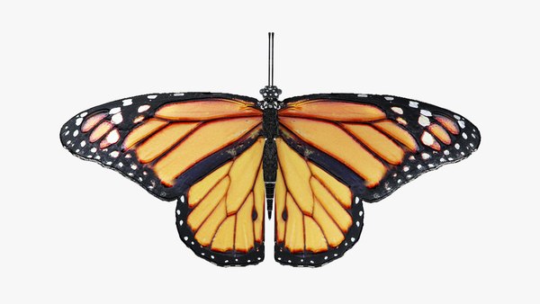 Mariposa Gratis 3D Modelos para Descargar | TurboSquid