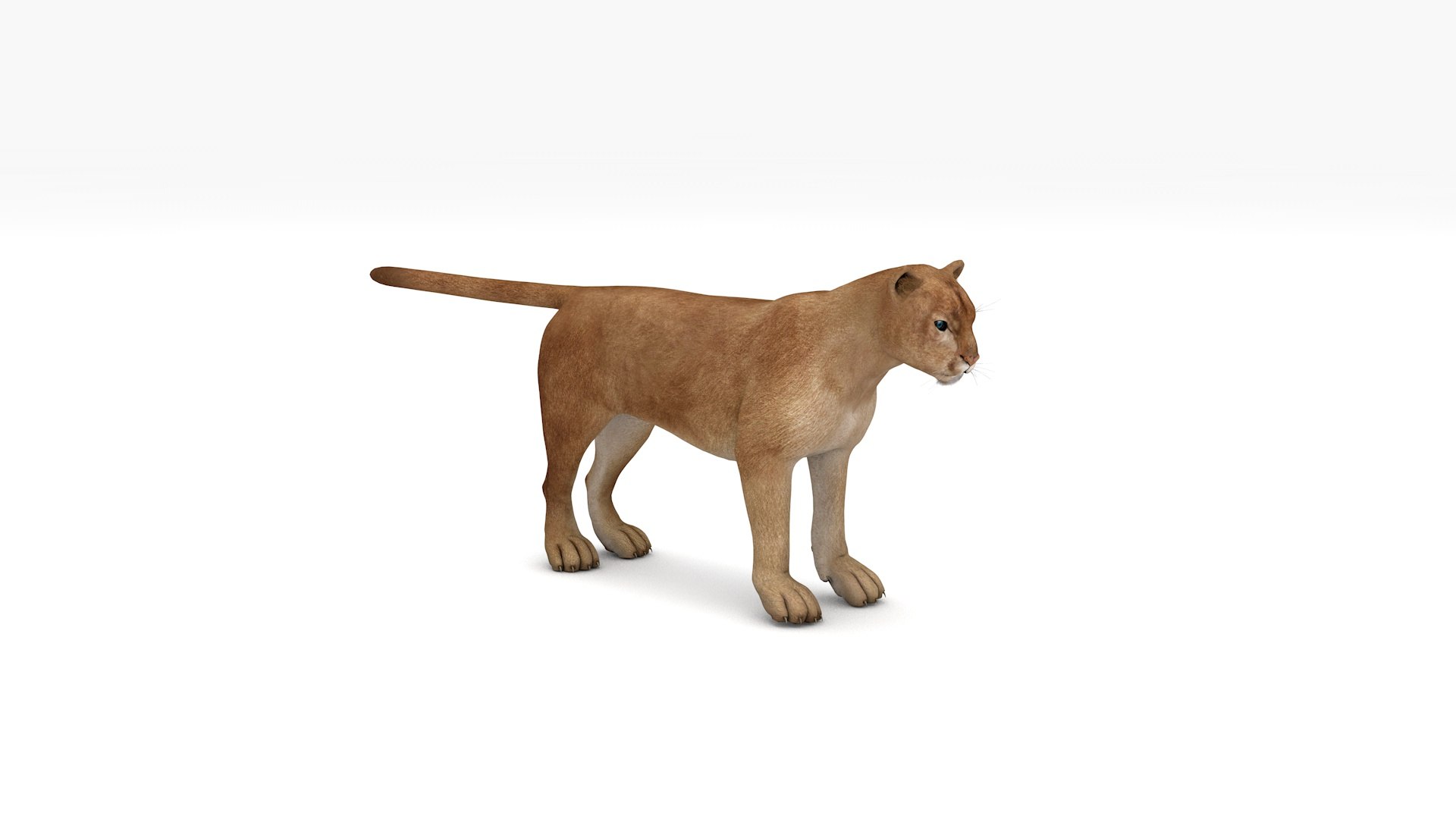 3D Puma Model - TurboSquid 2351506