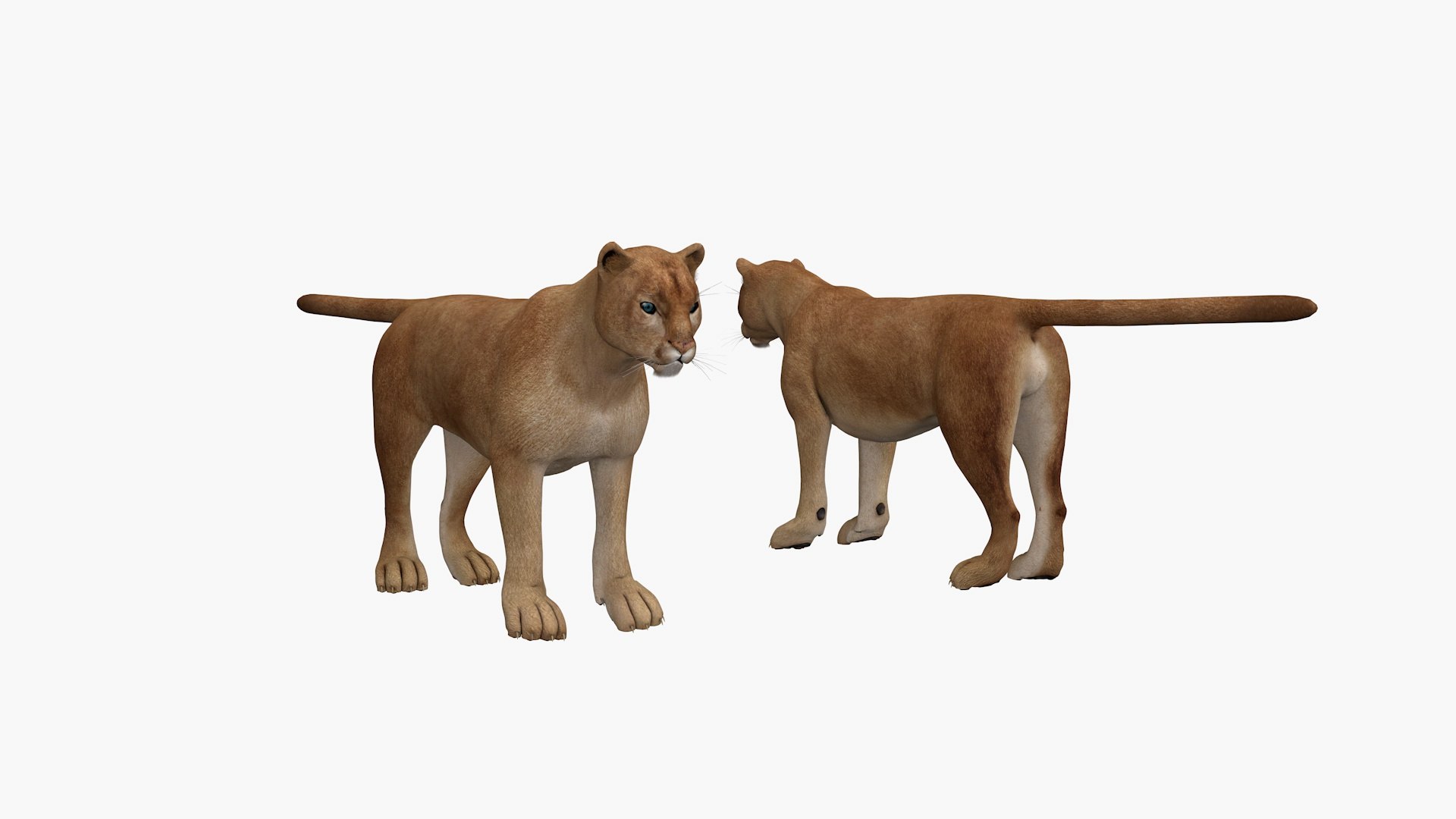 3D Puma Model - TurboSquid 2351506