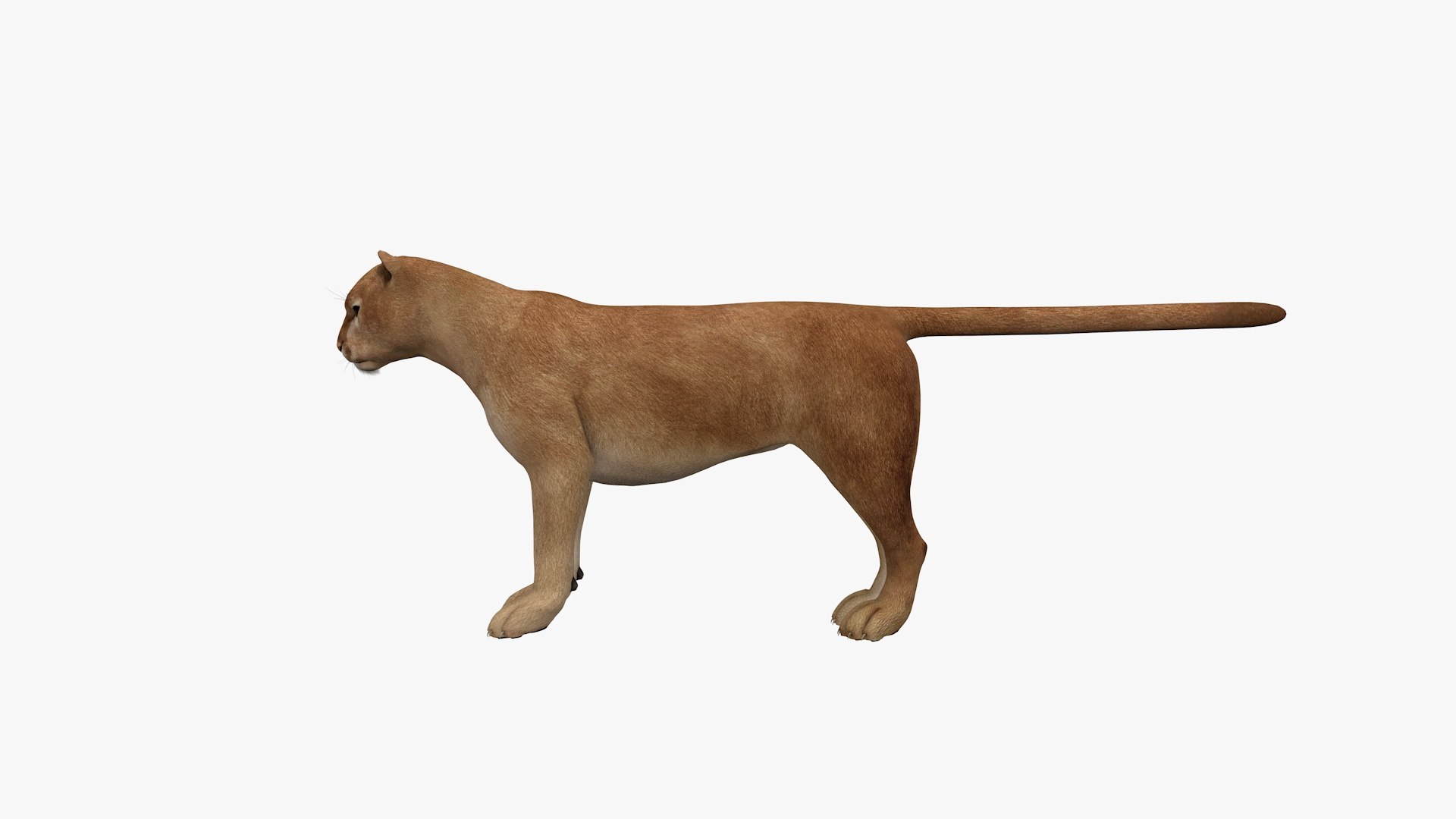 3D Puma Model - TurboSquid 2351506
