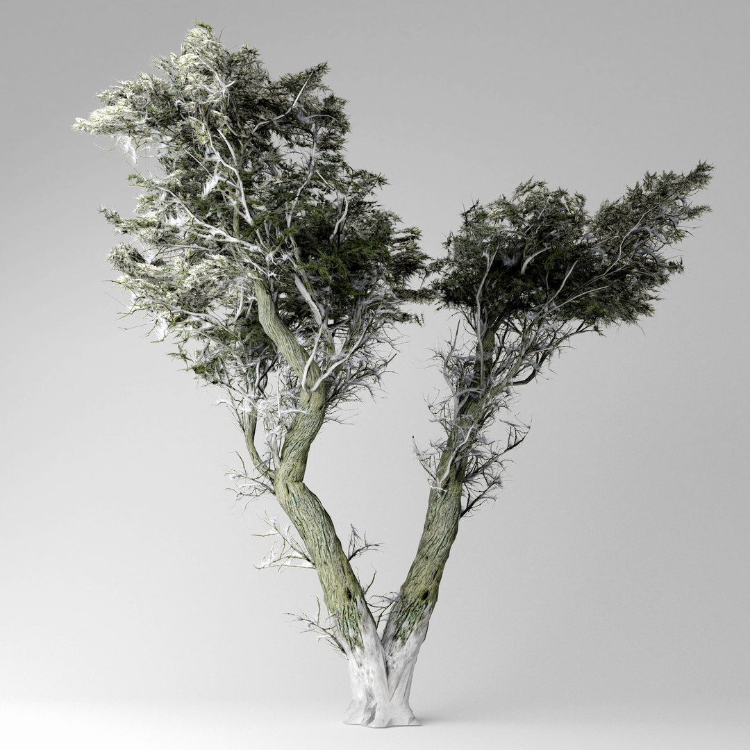 3D Model Monterey Cypress Tree - TurboSquid 1522214