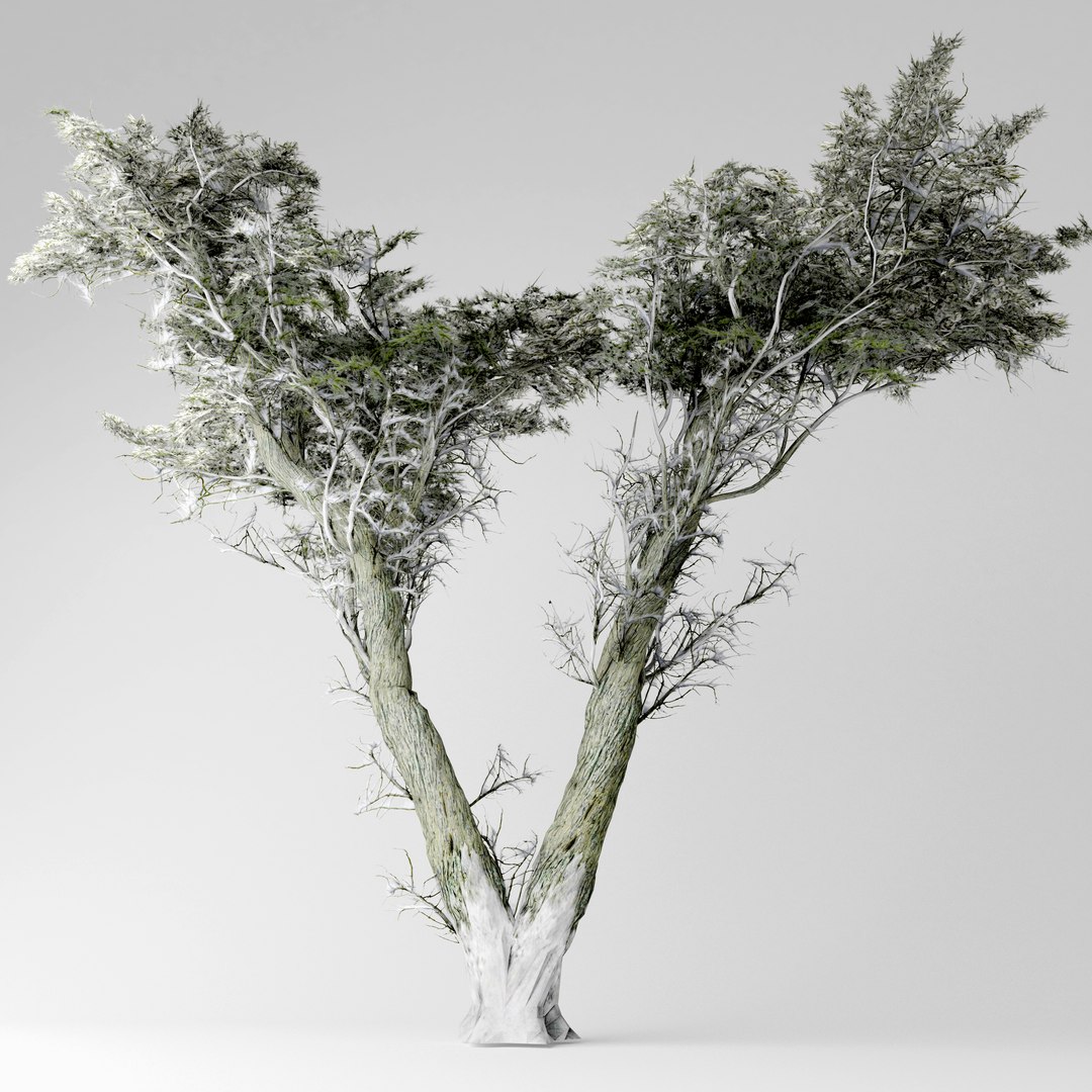 3D Model Monterey Cypress Tree - TurboSquid 1522214