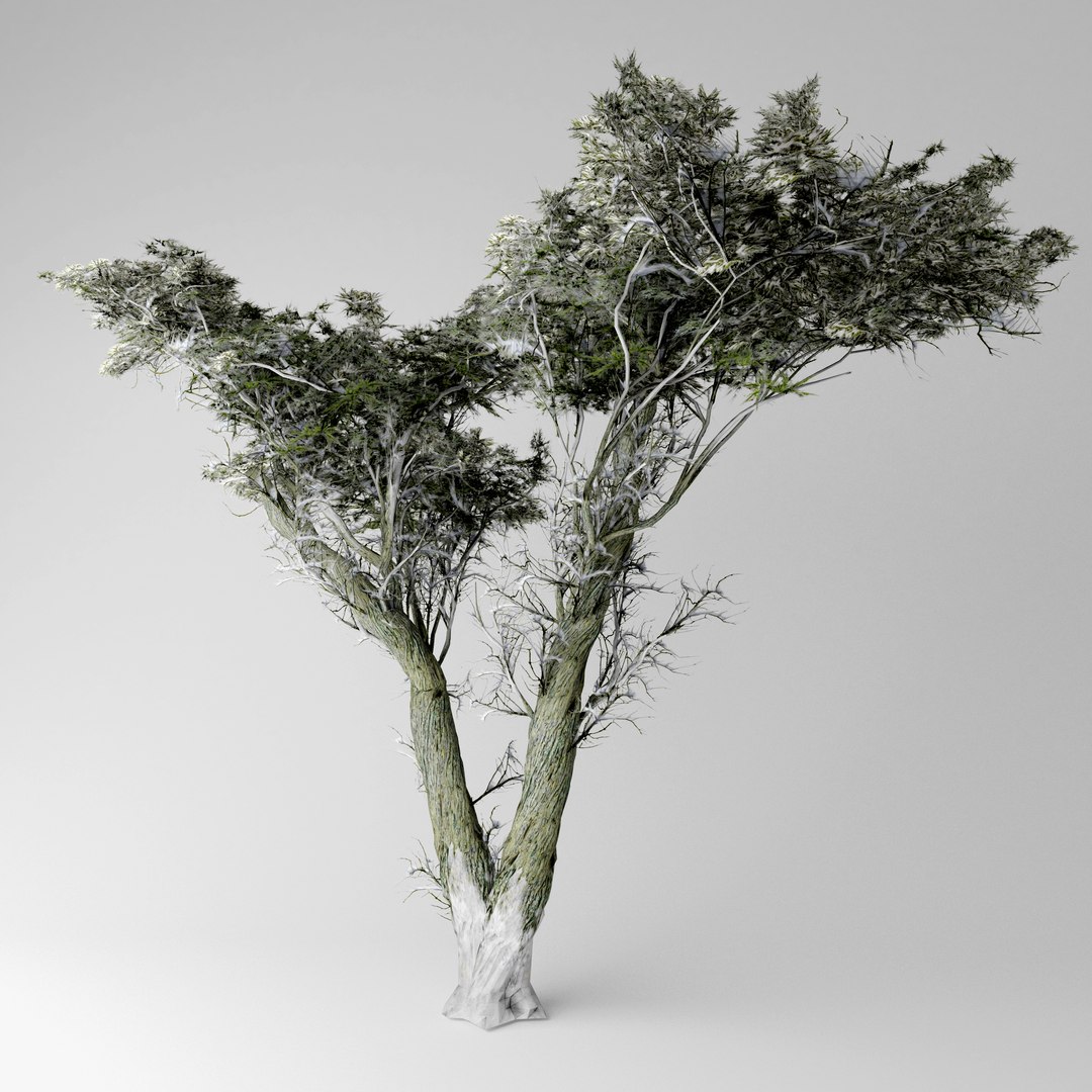 3D Model Monterey Cypress Tree - TurboSquid 1522214
