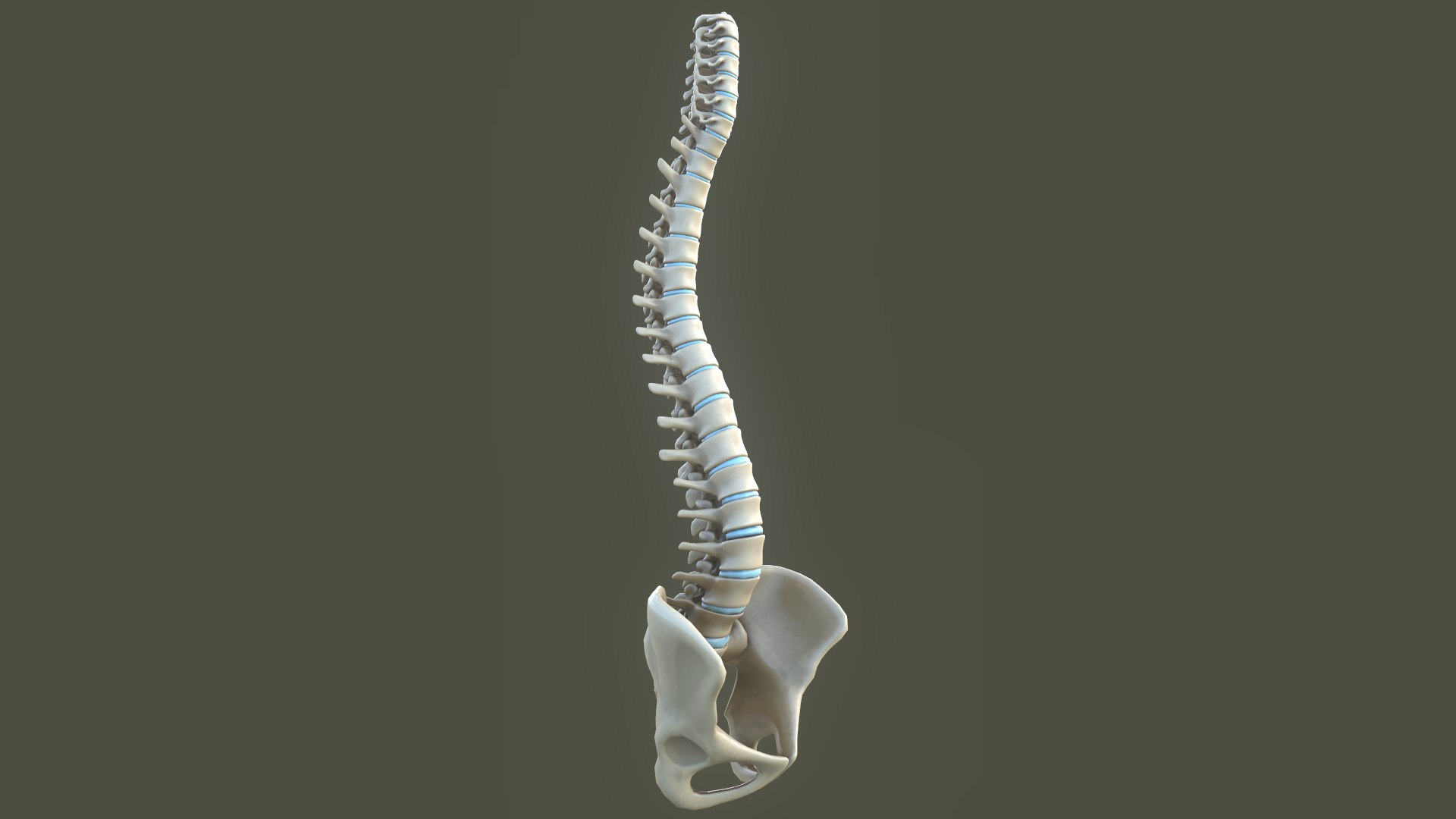 Spine Anatomy Spinal Column 3D Model - TurboSquid 1427511