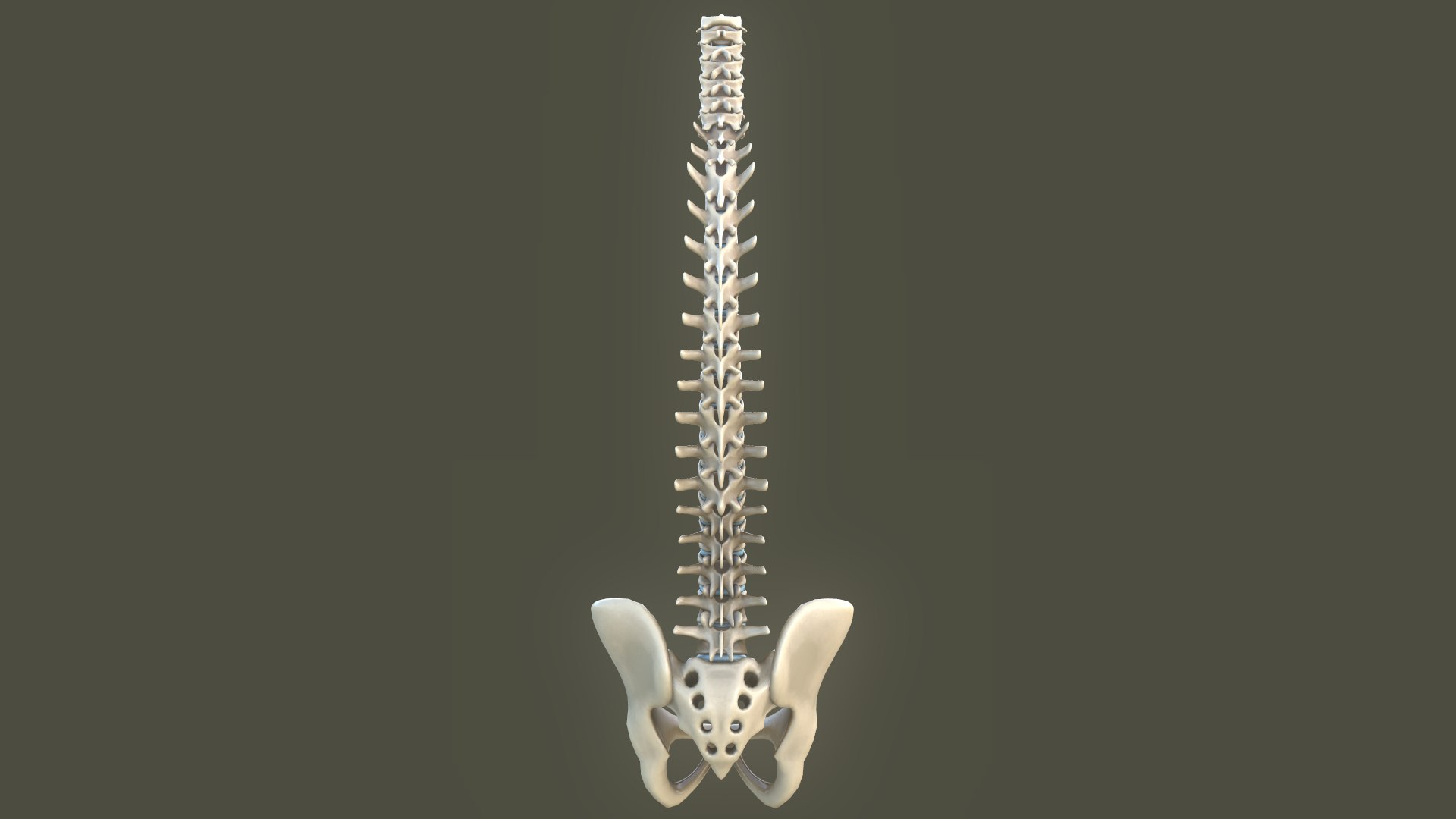 Spine Anatomy Spinal Column 3D Model - TurboSquid 1427511