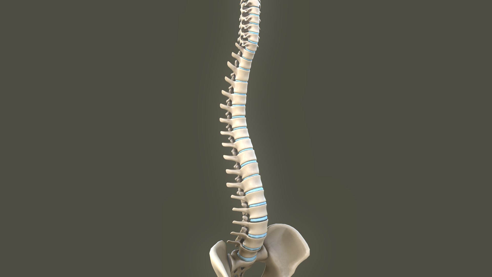 Spine Anatomy Spinal Column 3D Model - TurboSquid 1427511