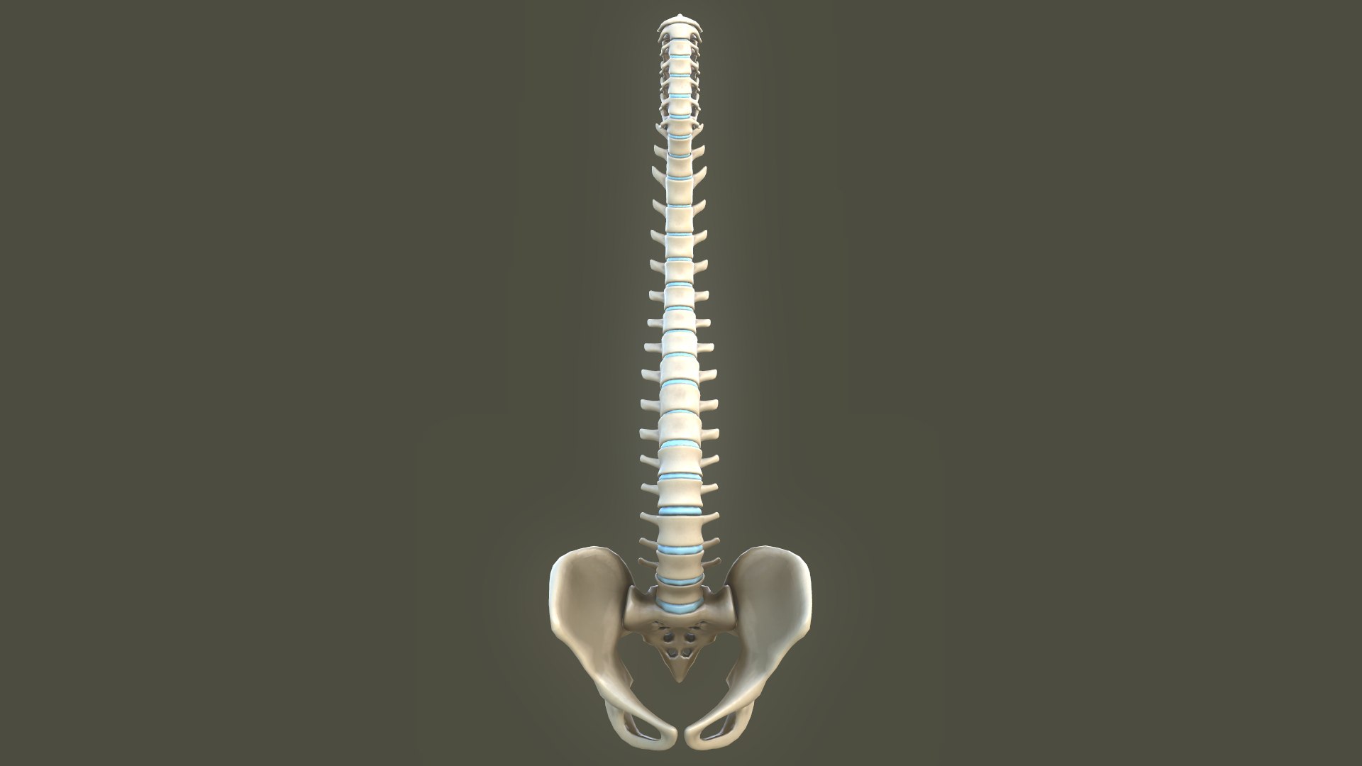 Spine Anatomy Spinal Column 3D Model - TurboSquid 1427511