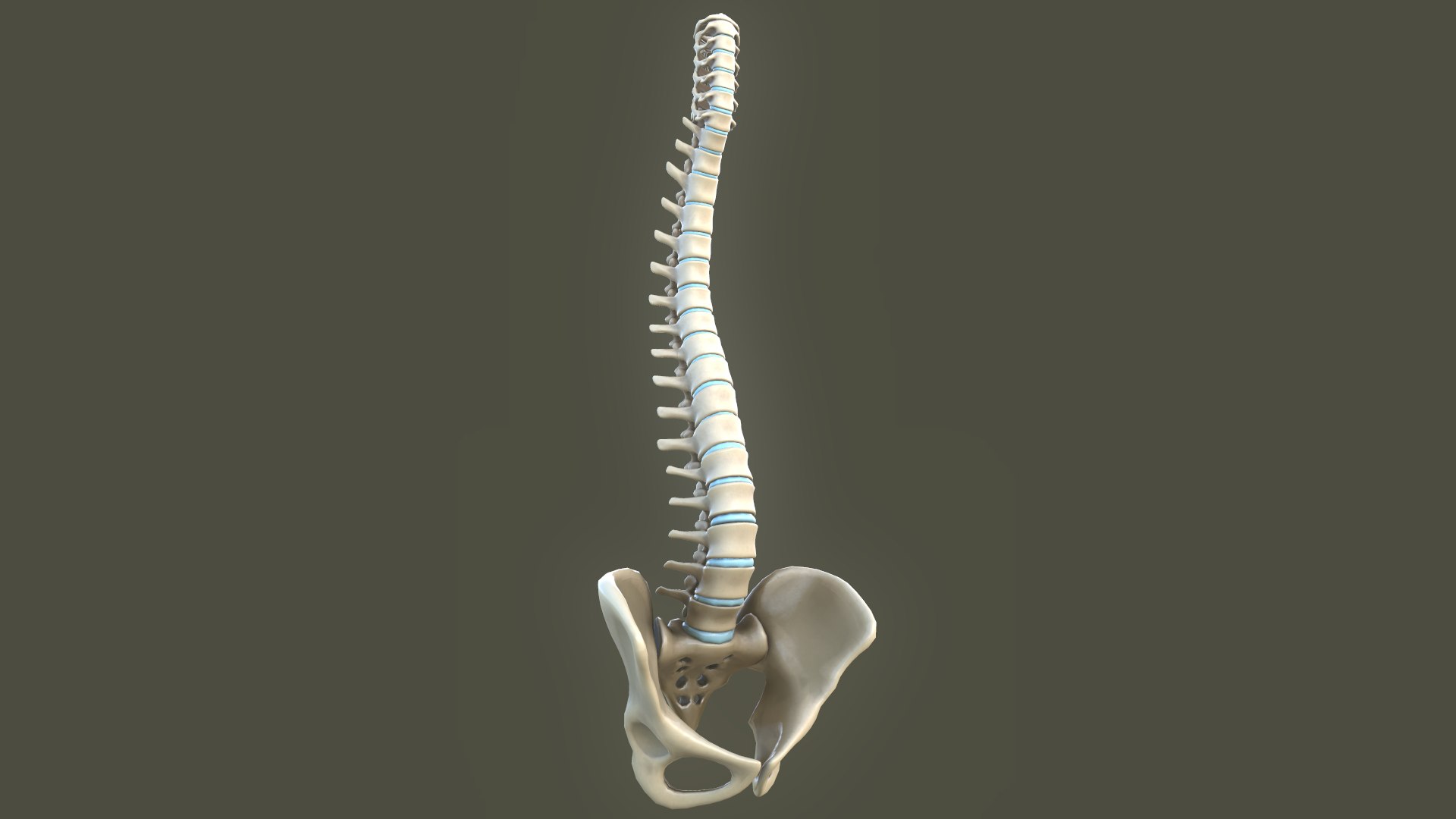 Spine Anatomy Spinal Column 3D Model - TurboSquid 1427511