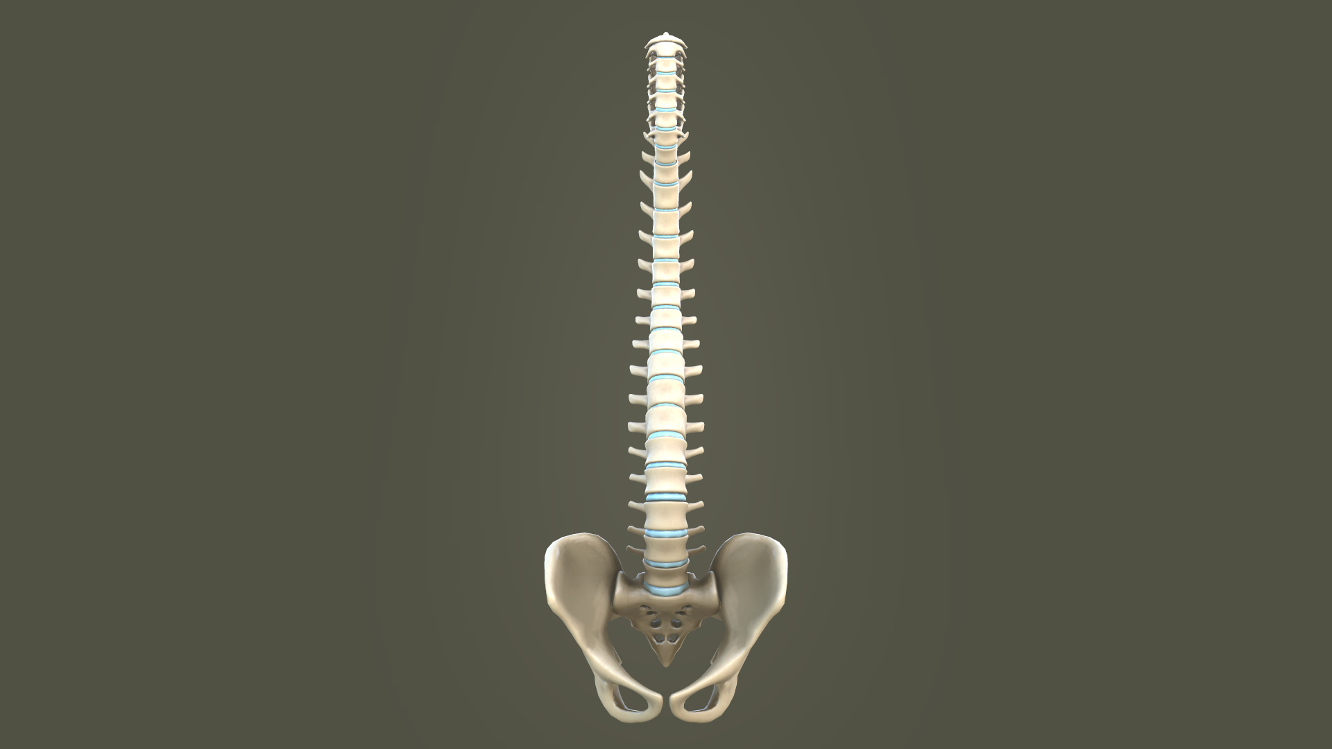 Spine Anatomy Spinal Column 3D Model - TurboSquid 1427511