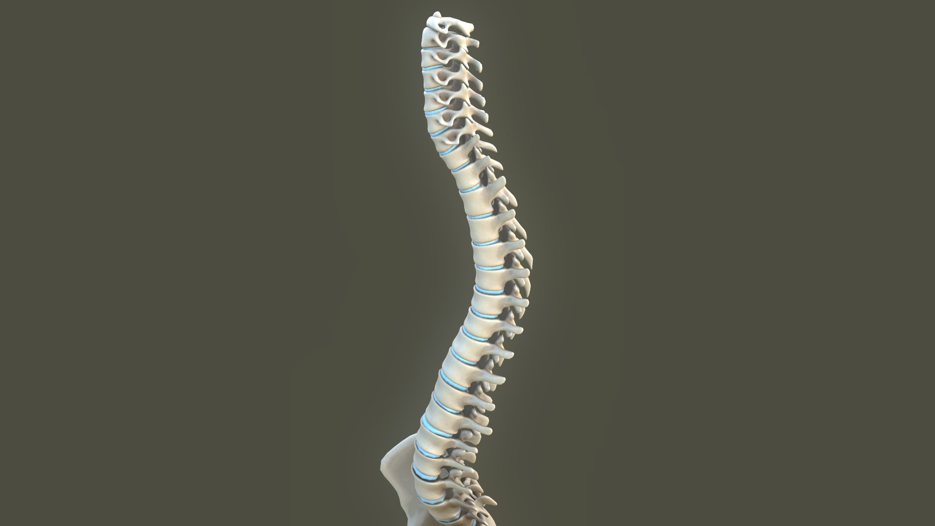 Spine Anatomy Spinal Column 3D Model - TurboSquid 1427511