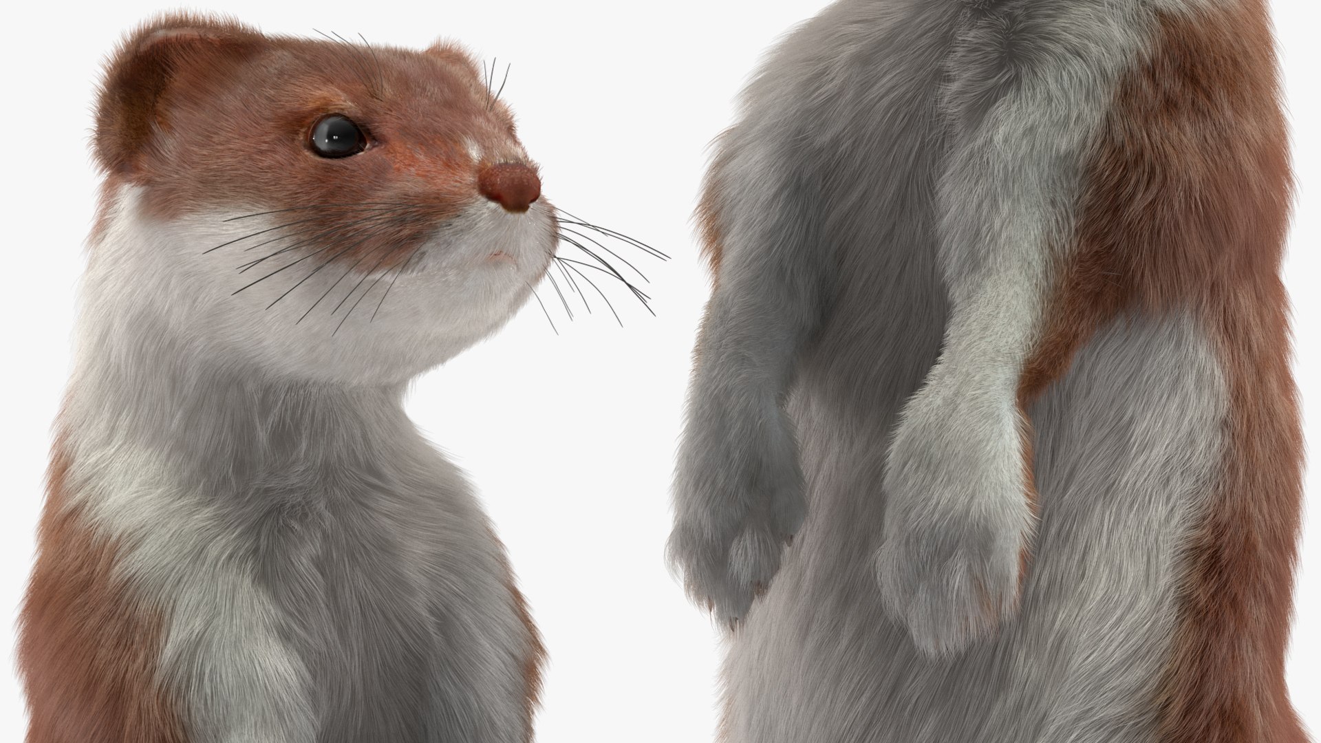Eurasian Stoat Brown Fur Rigged Model - TurboSquid 2208786