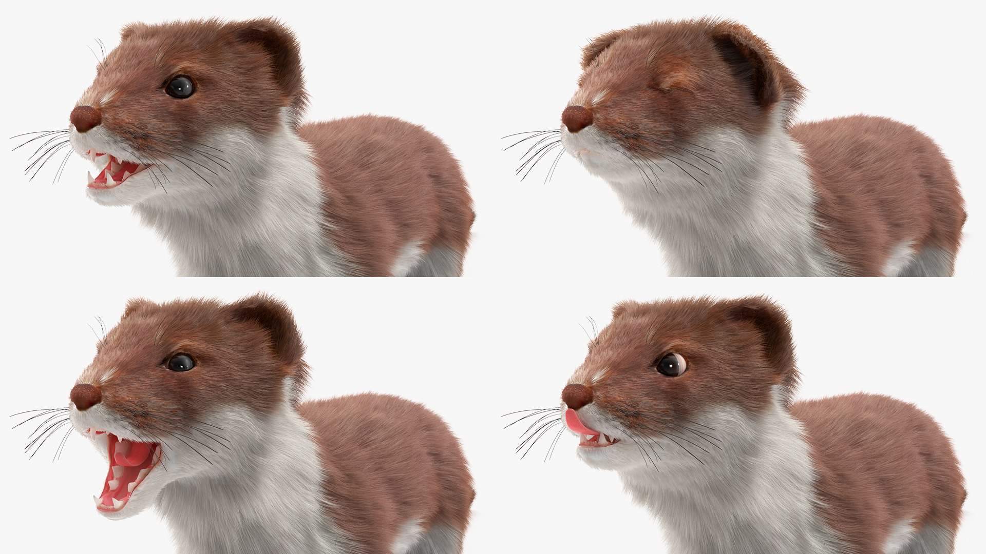 Eurasian Stoat Brown Fur Rigged Model - TurboSquid 2208786