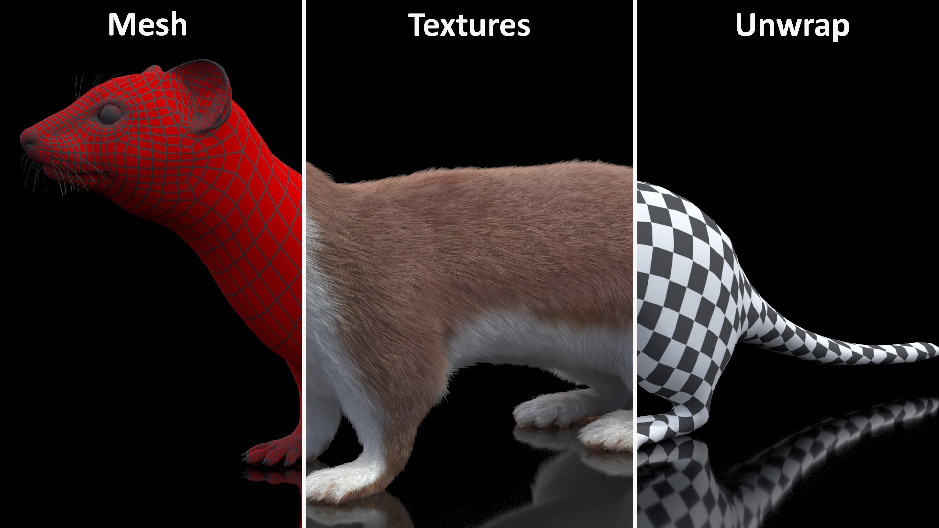 Eurasian Stoat Brown Fur Rigged Model - TurboSquid 2208786