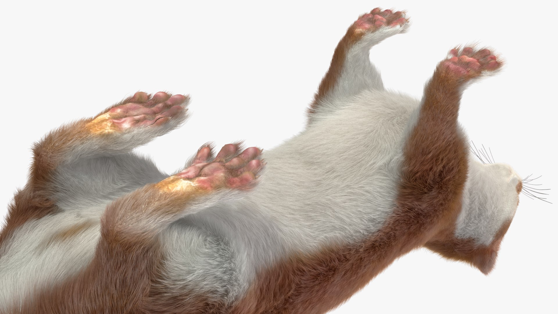 Eurasian Stoat Brown Fur Rigged Model - TurboSquid 2208786