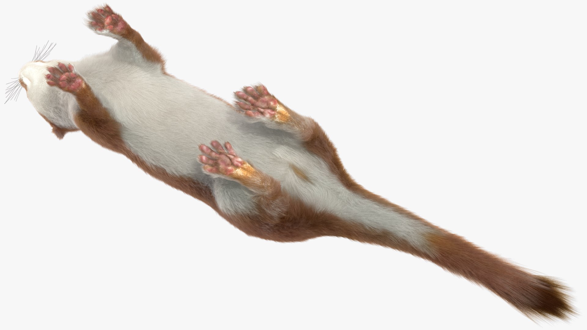 Eurasian Stoat Brown Fur Rigged Model - TurboSquid 2208786