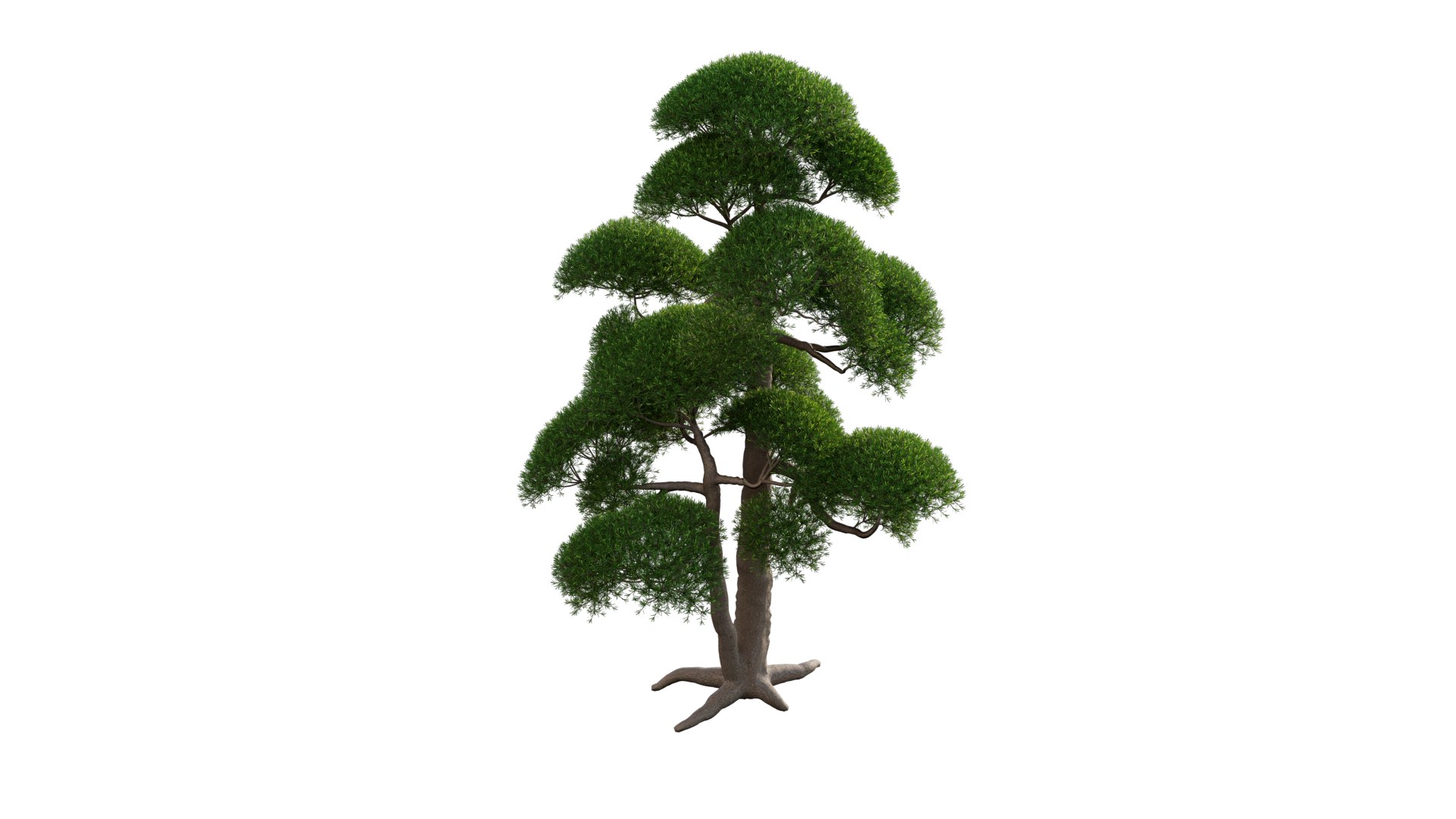 3D Podocarpus Macrophyllus - TurboSquid 1779746