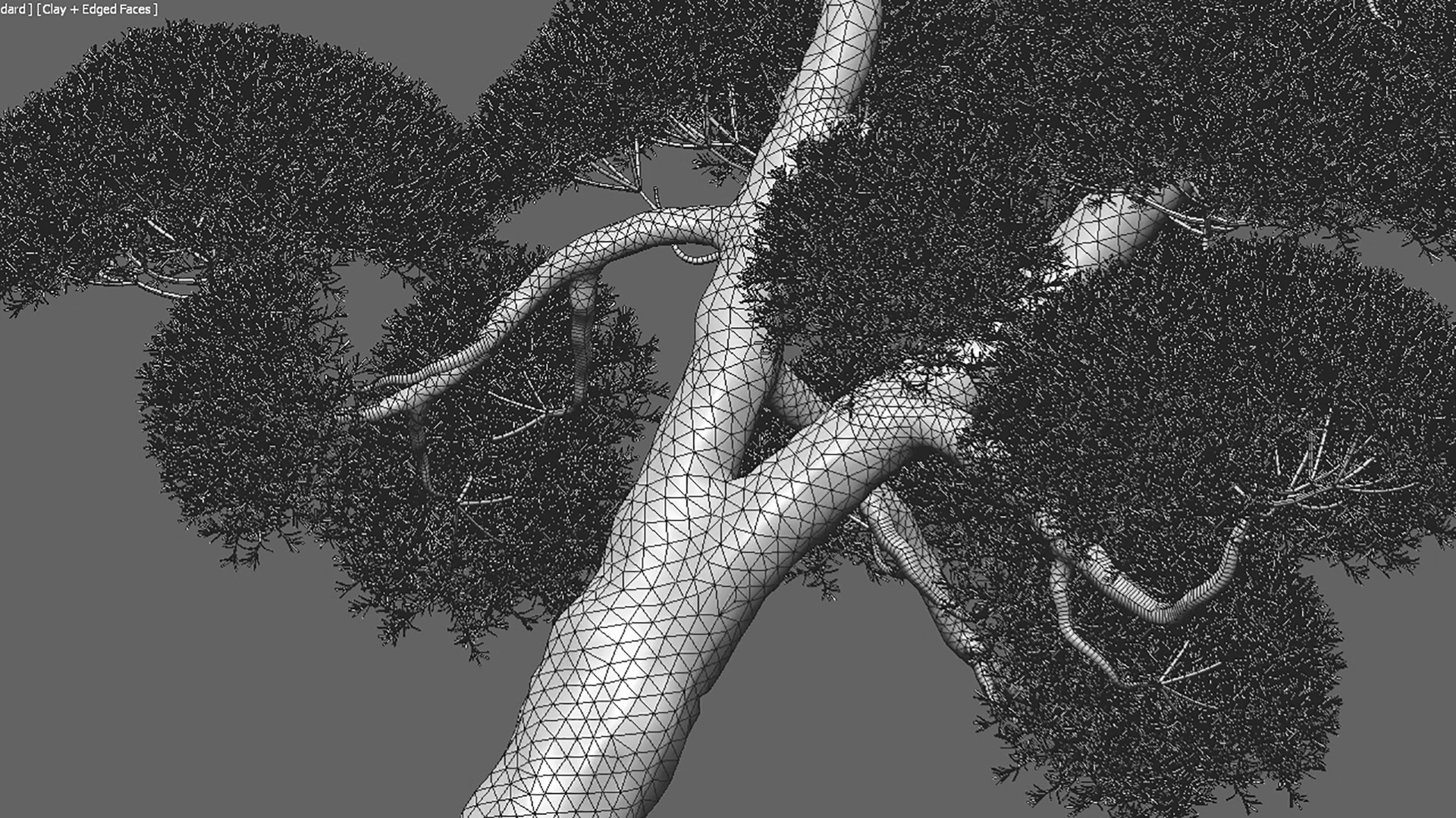 3D Podocarpus Macrophyllus - TurboSquid 1779746