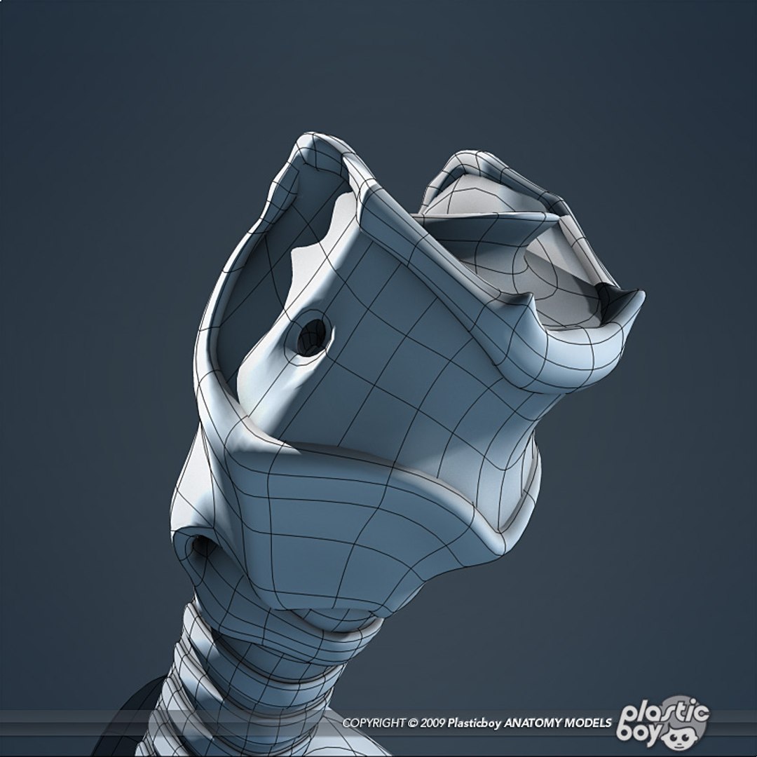 Medically Human Larynx Trachea 3d Model