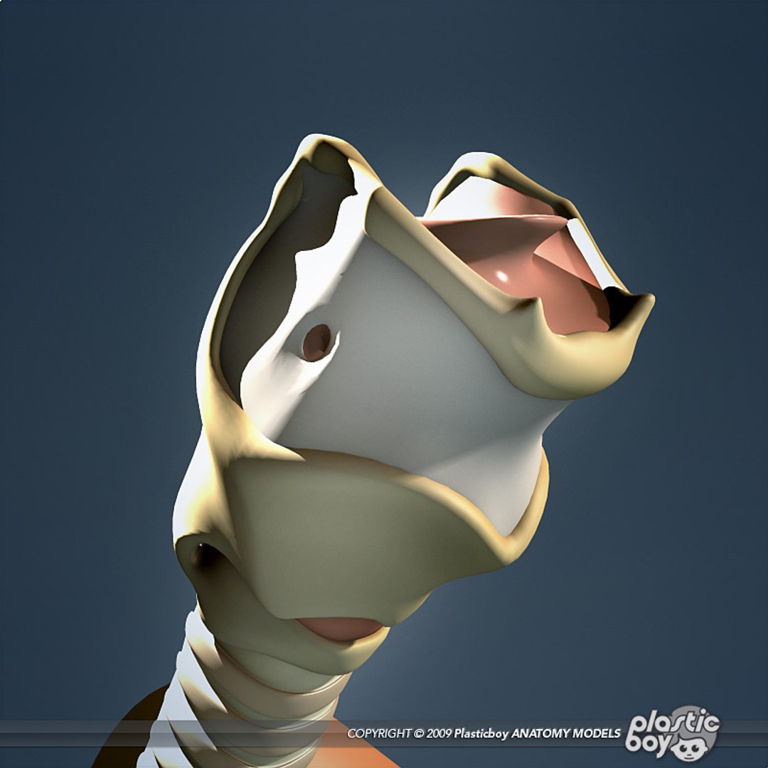 Medically Human Larynx Trachea 3d Model
