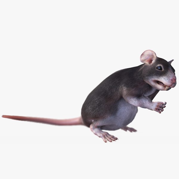 rat mouse 3d model