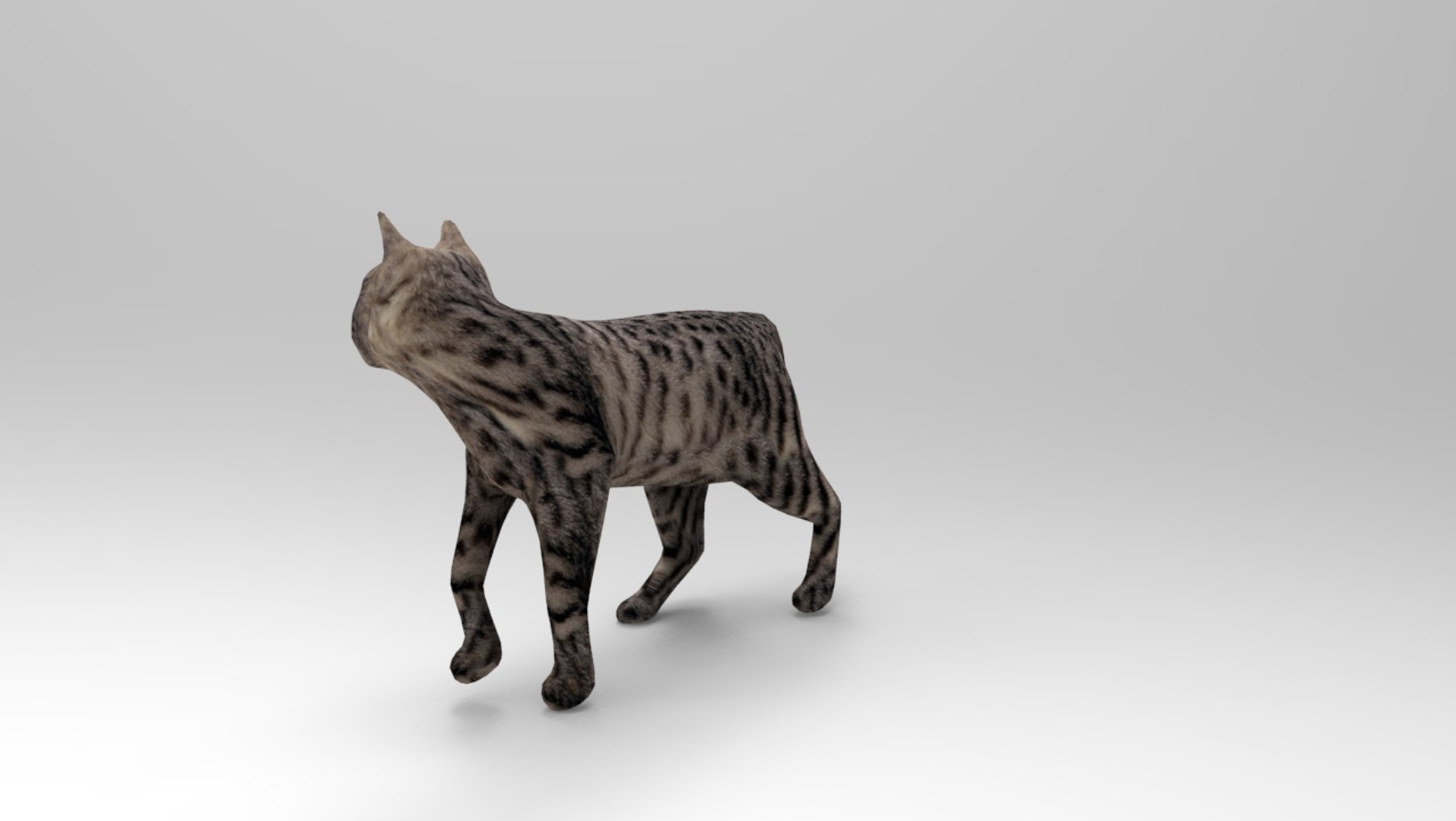 3D Model Cat Animations | 1142769 | TurboSquid